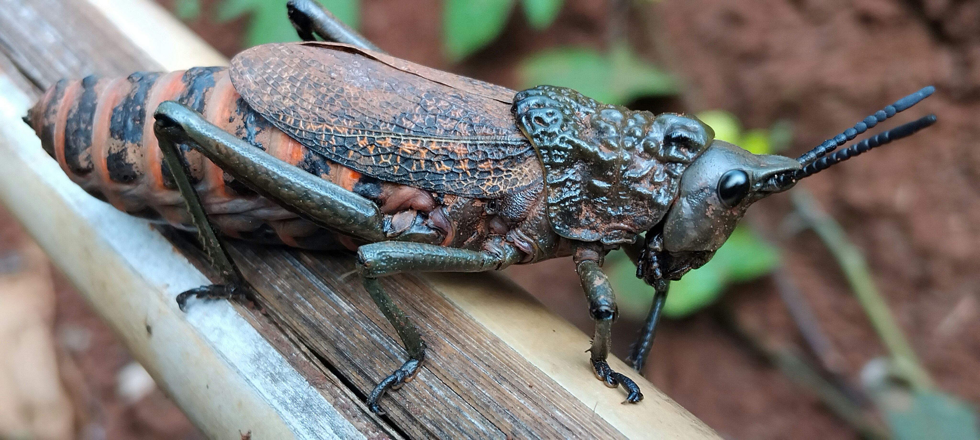 Sample photo from Samsung Galaxy A05s