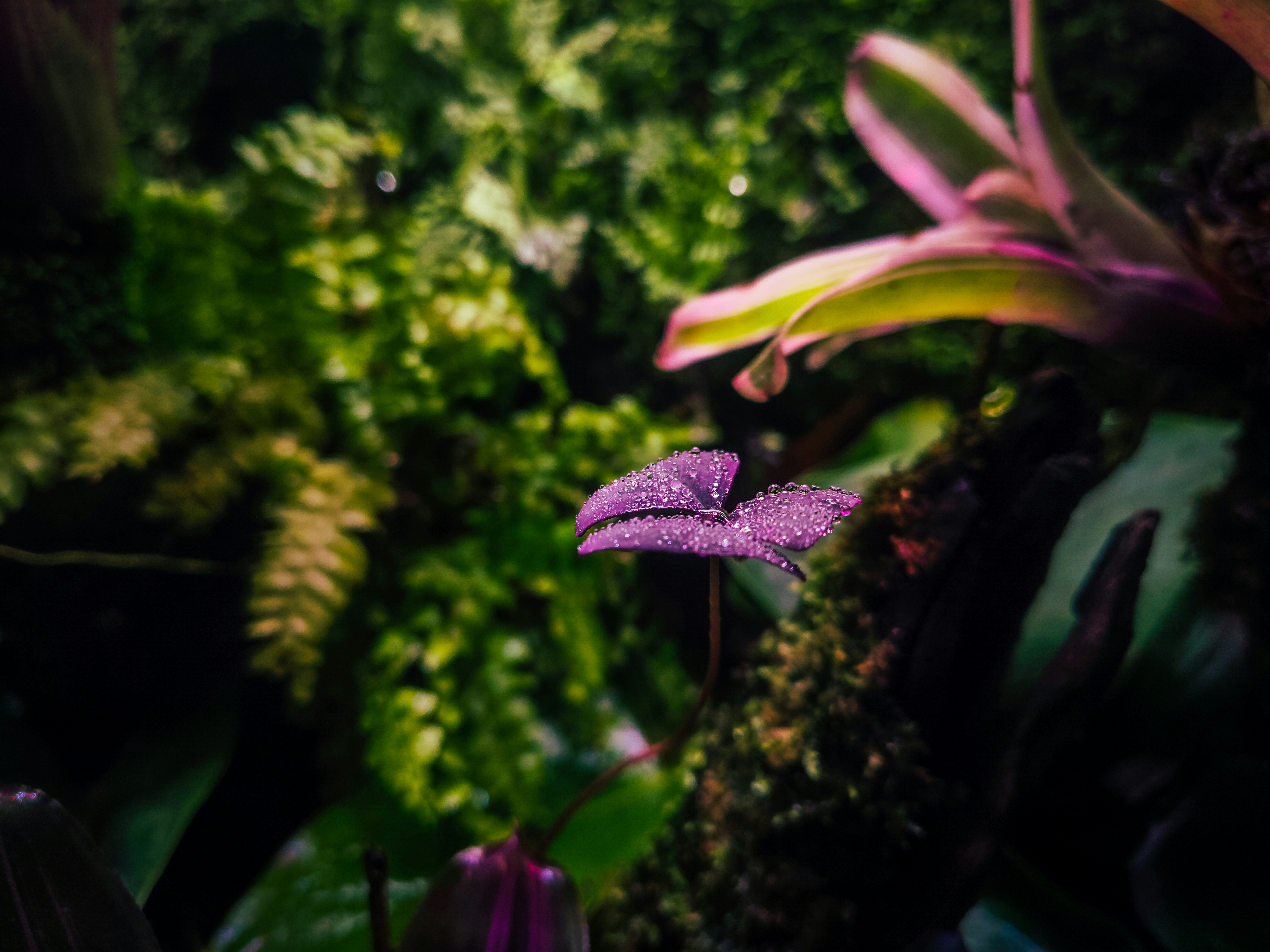 Sample photo from Motorola Edge 50 Neo