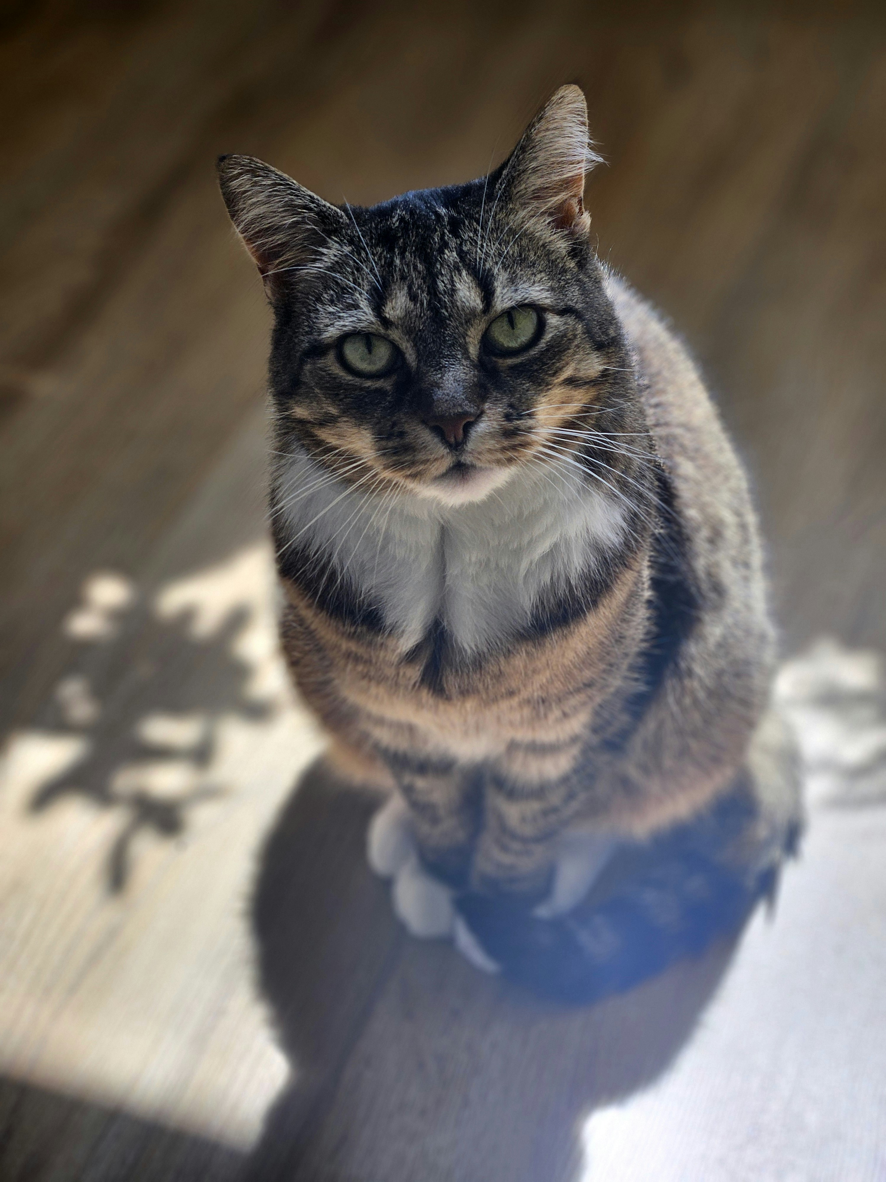 A tabby cat sitting gracefully on wooden flooring, illuminated by soft sunlight, casting a delicate shadow of a nearby plant.