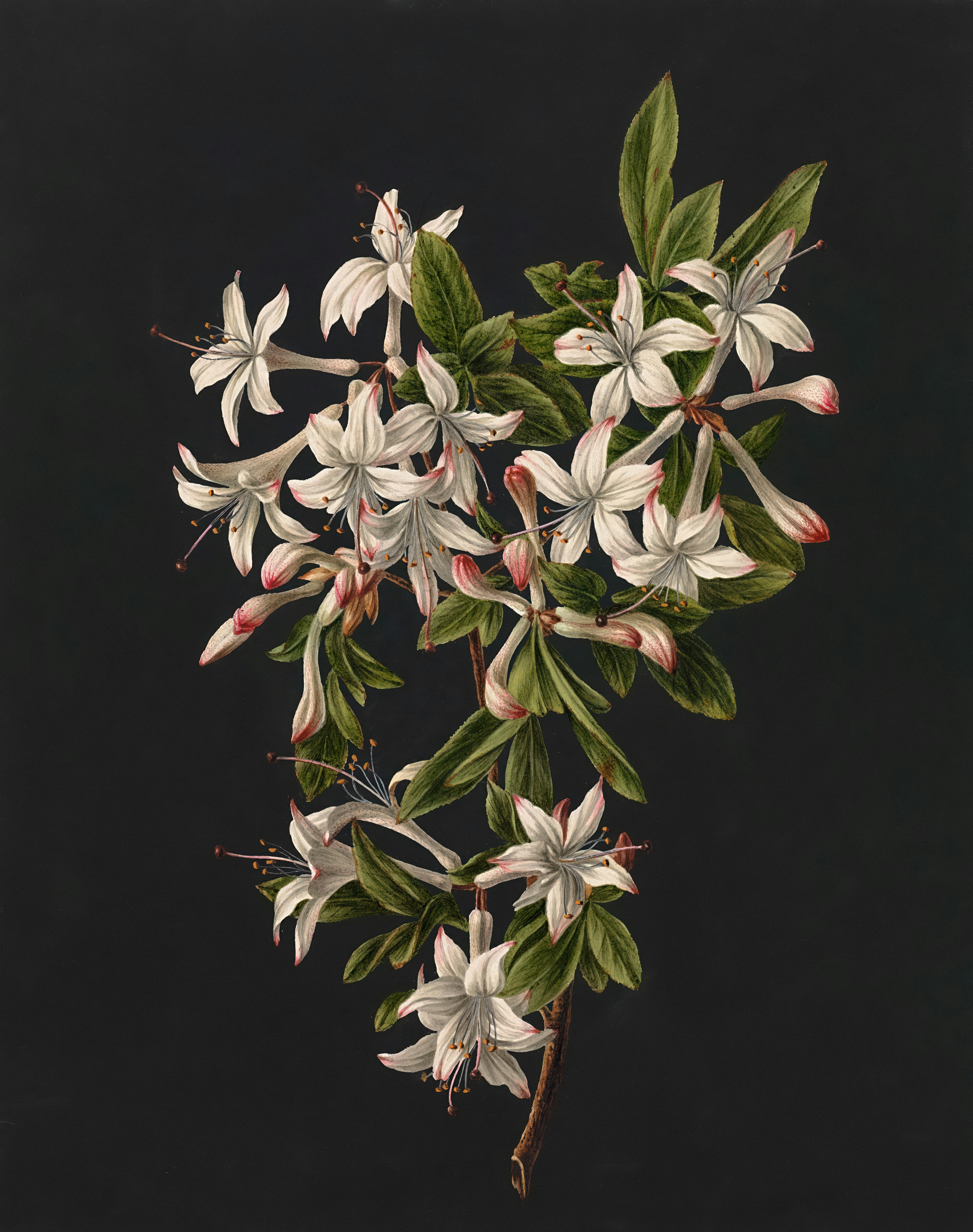 Delicate white jasmine blossoms with pink-tinged tips cascade along a slender stem on a deep black background.