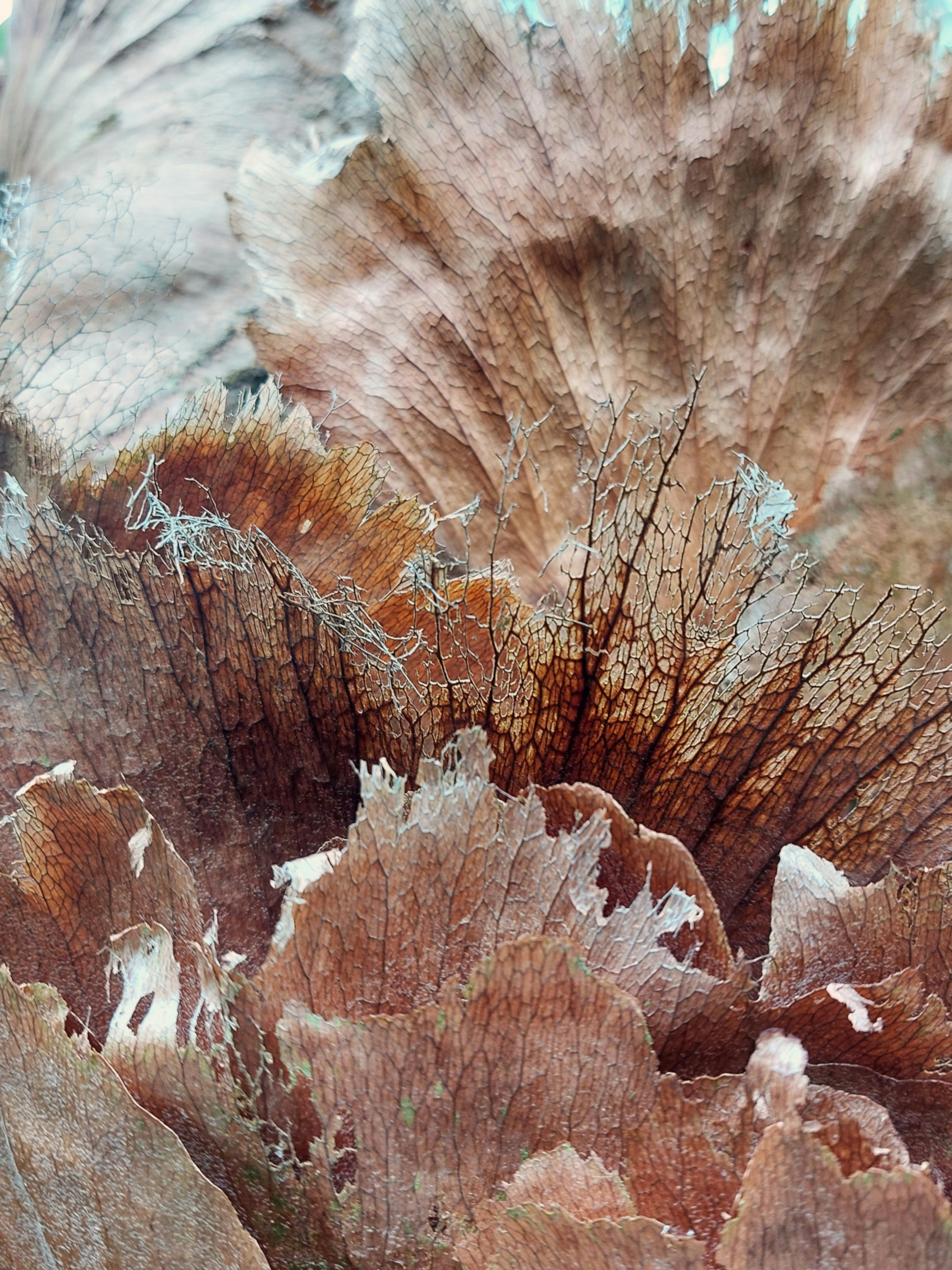 Pile of Dry Leaves | Dried leaves form an abstract, textured pattern.