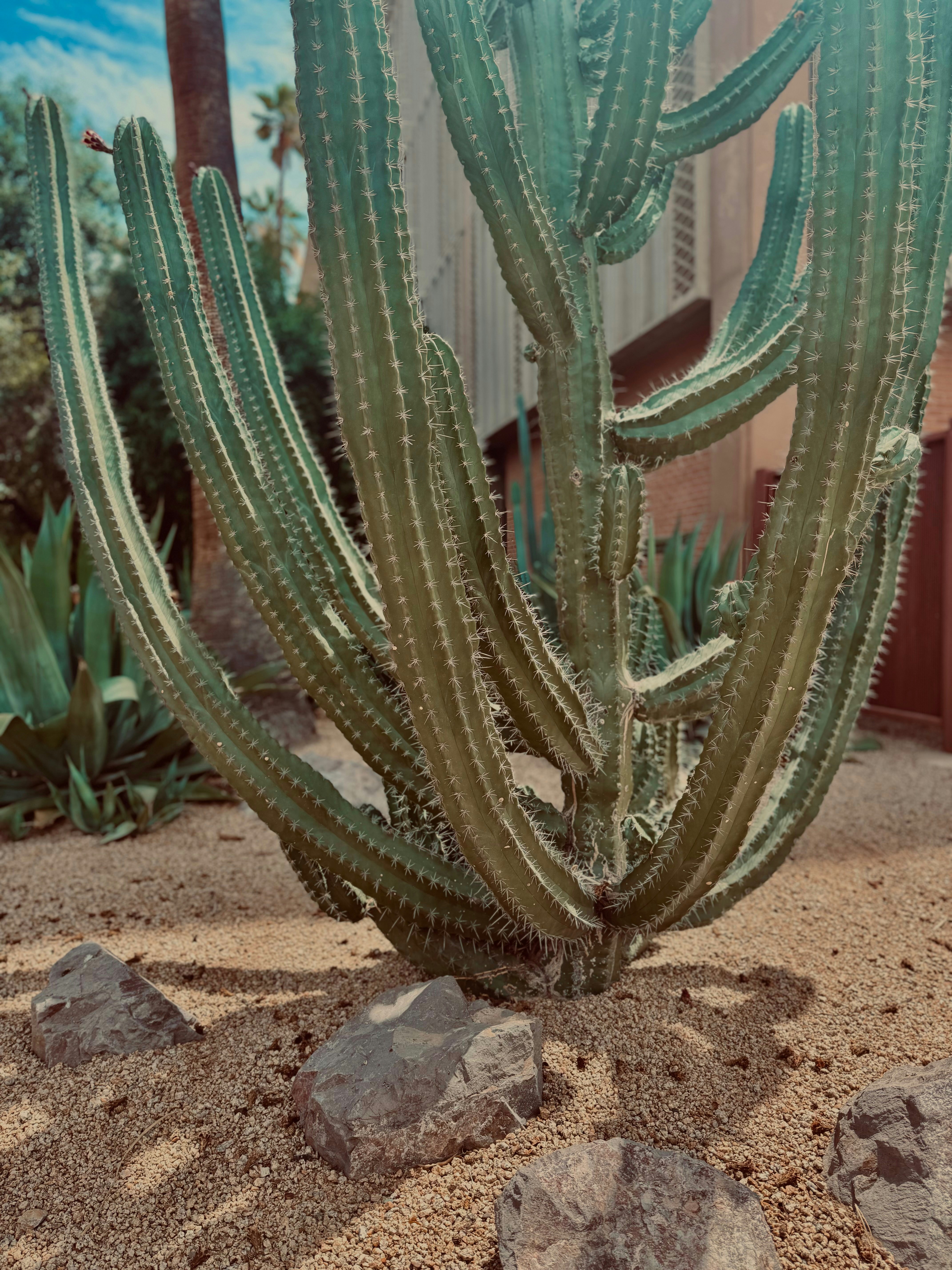 A tall cactus with elongated arms reaching upwards, surrounded by rocky terrain and desert foliage.