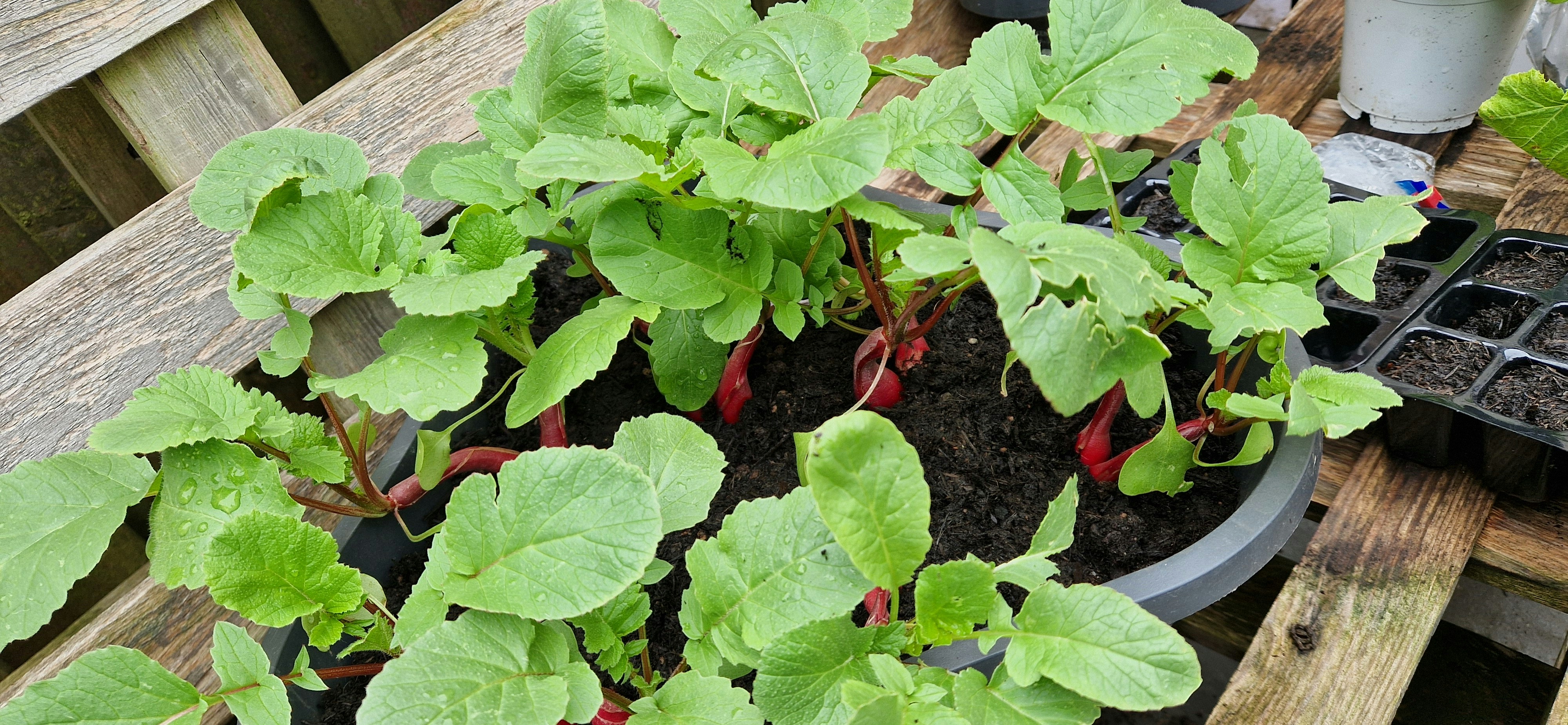 Lush green radish plants sprouting from dark soil in a planter, showcasing the early stages of growth.