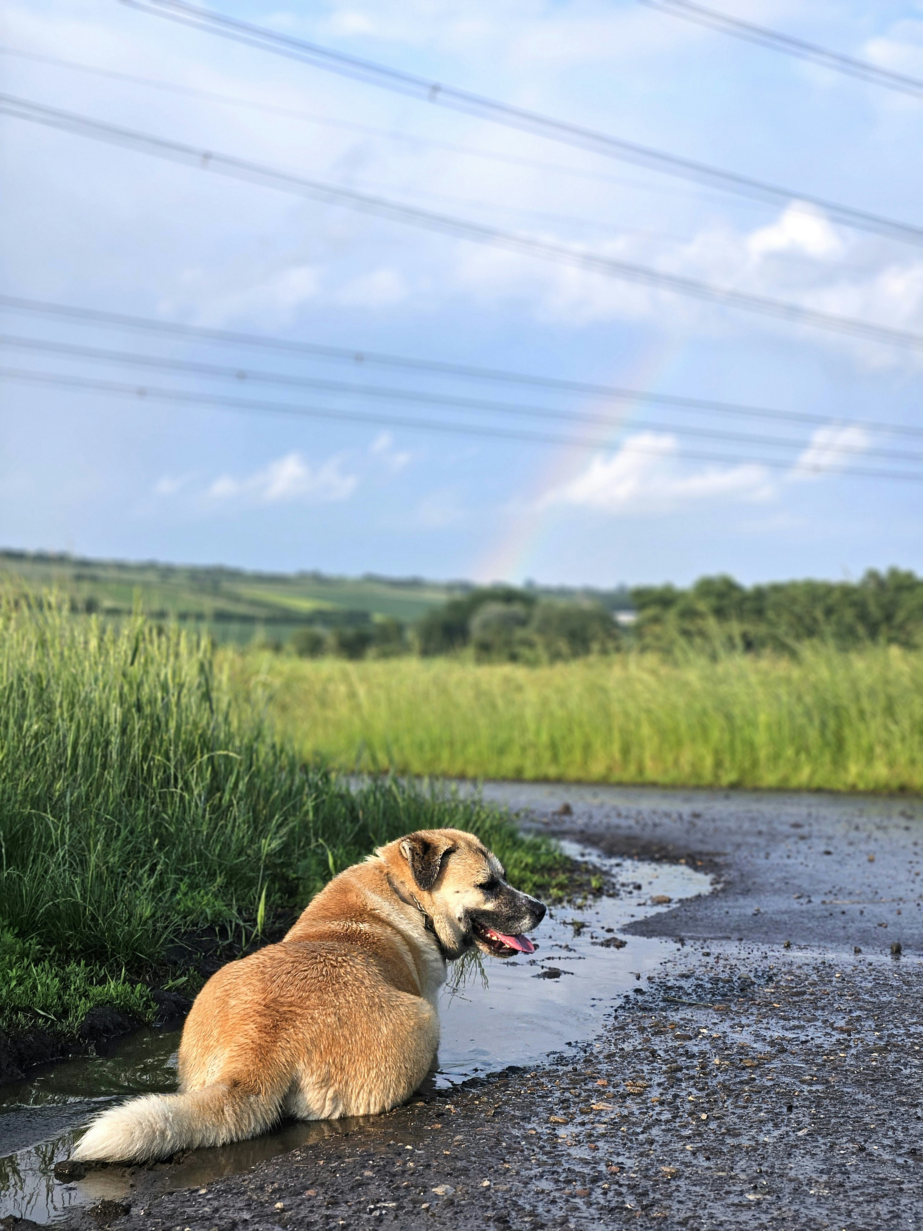 Golden retriever resting by a puddle on a rural path with a rainbow in the background.