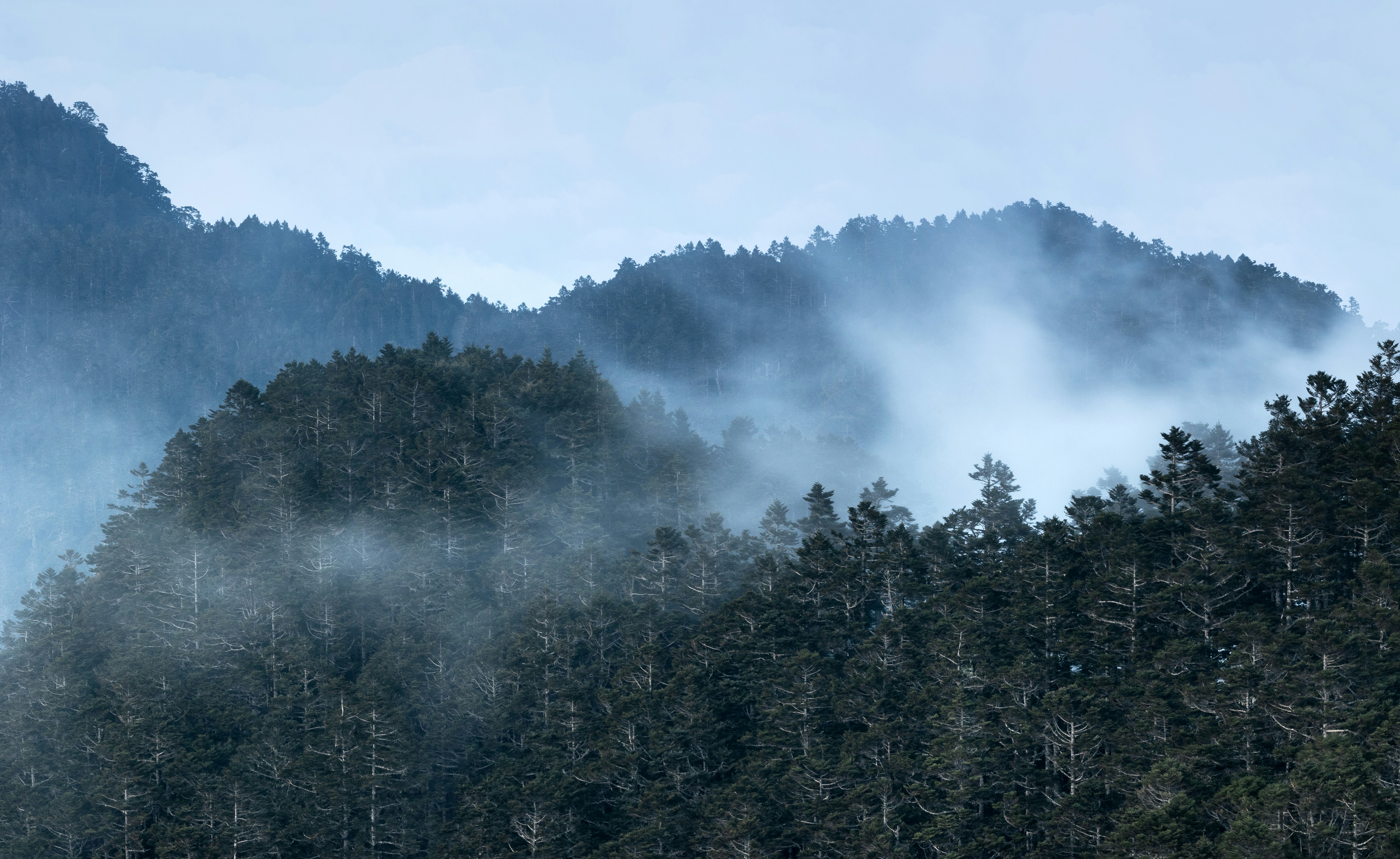 Fog envelops the rugged mountain landscape, revealing a serene interplay between trees and mist. The atmospheric scene captures the essence of nature's tranquility.