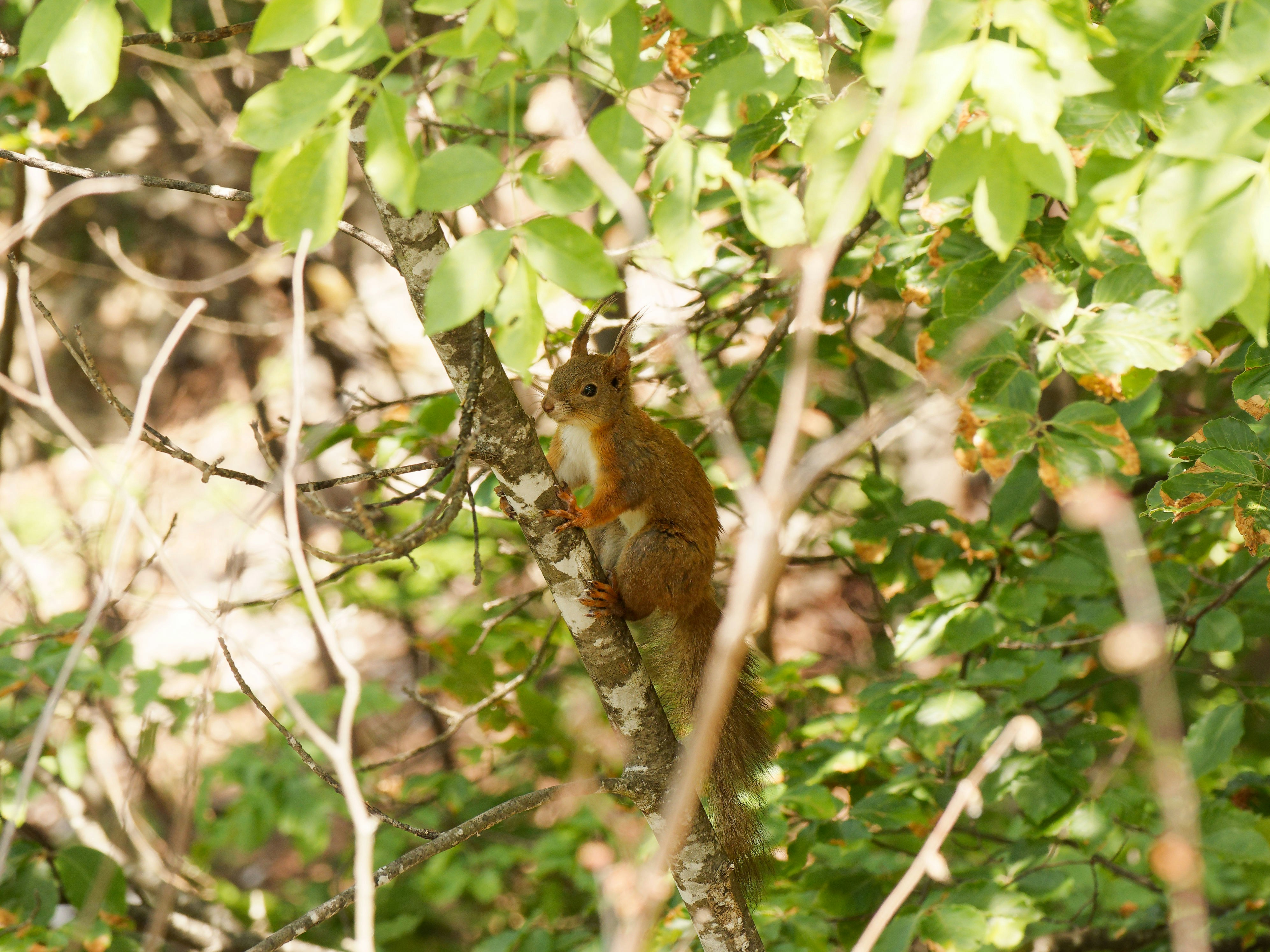 A curious squirrel perched on a tree branch, surrounded by vibrant green foliage, highlighting its playful nature.