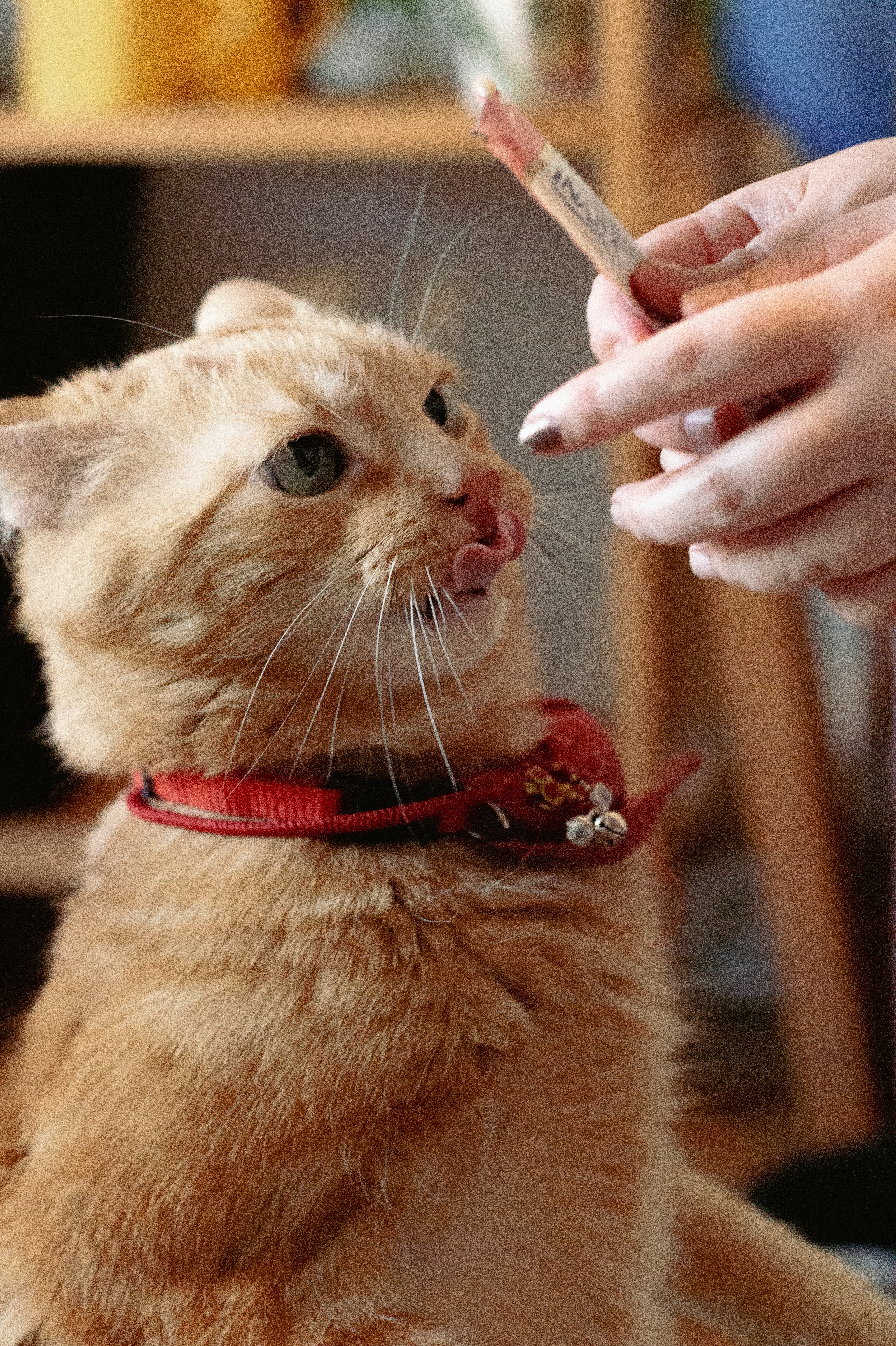 Whiskers and the Syringe Moment: A Ginger Cat's Curious Stare