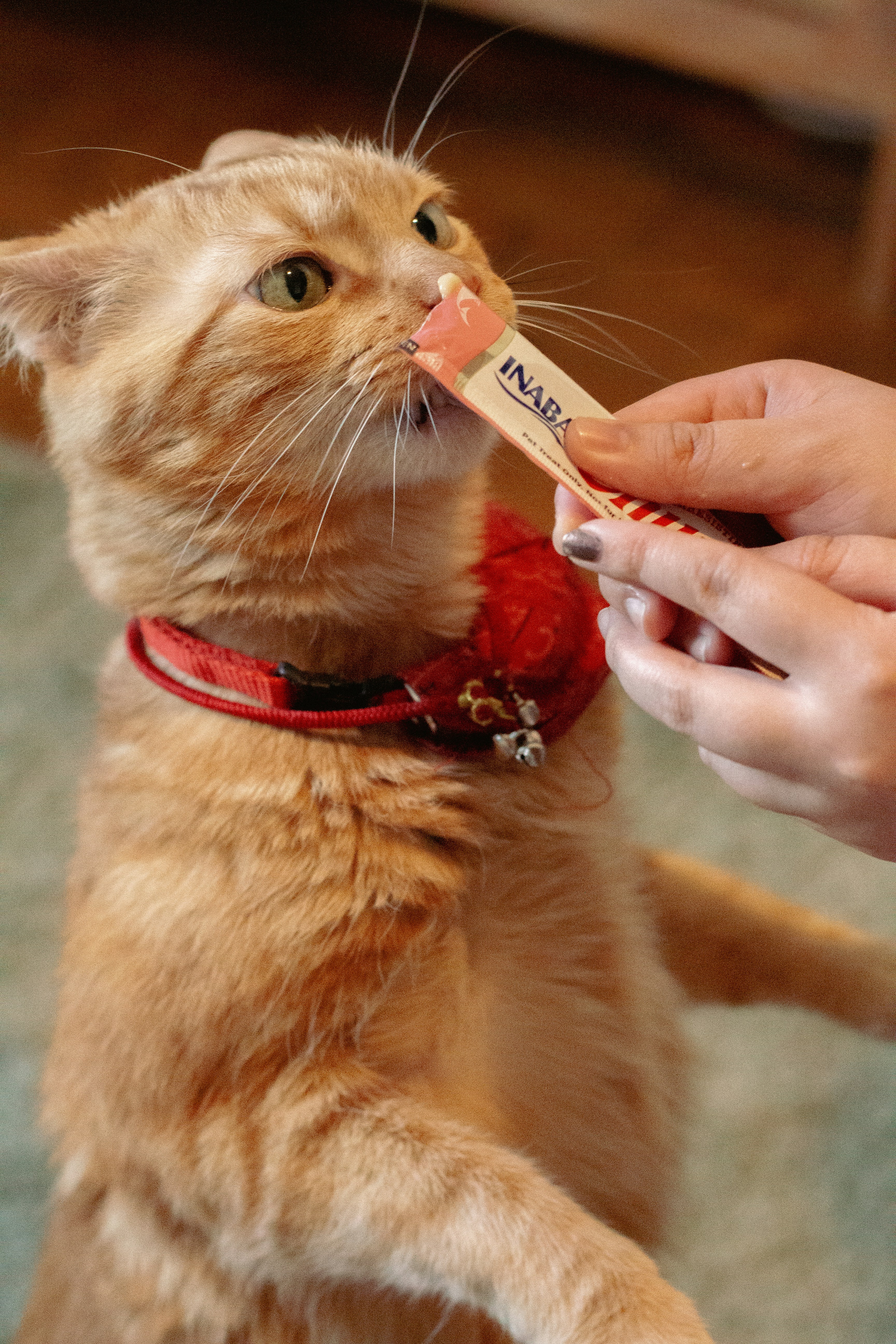 Curious Orange Tabby Takes a Snack: A Quiet Moment of Trust