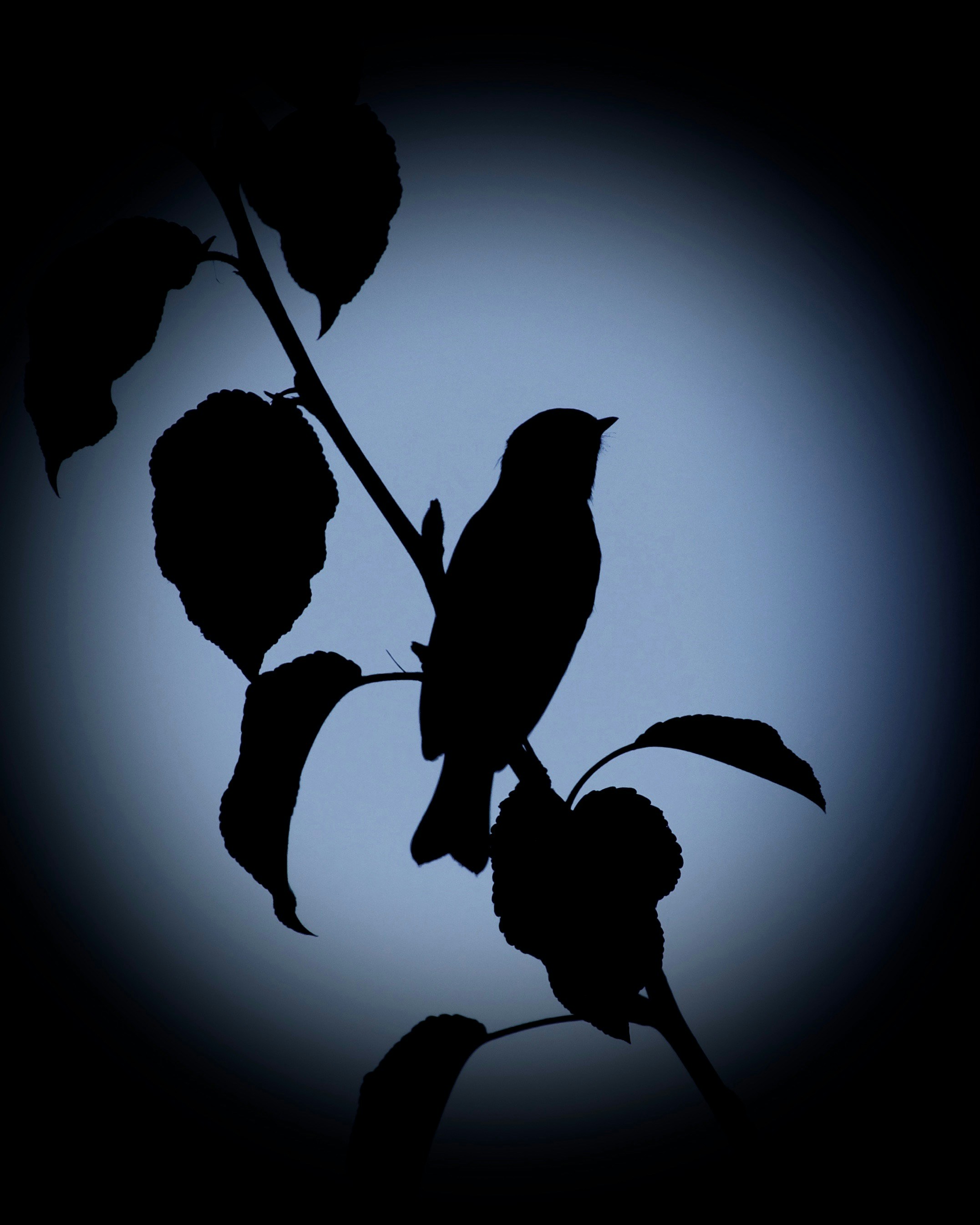 Silent Watcher Among Leaves