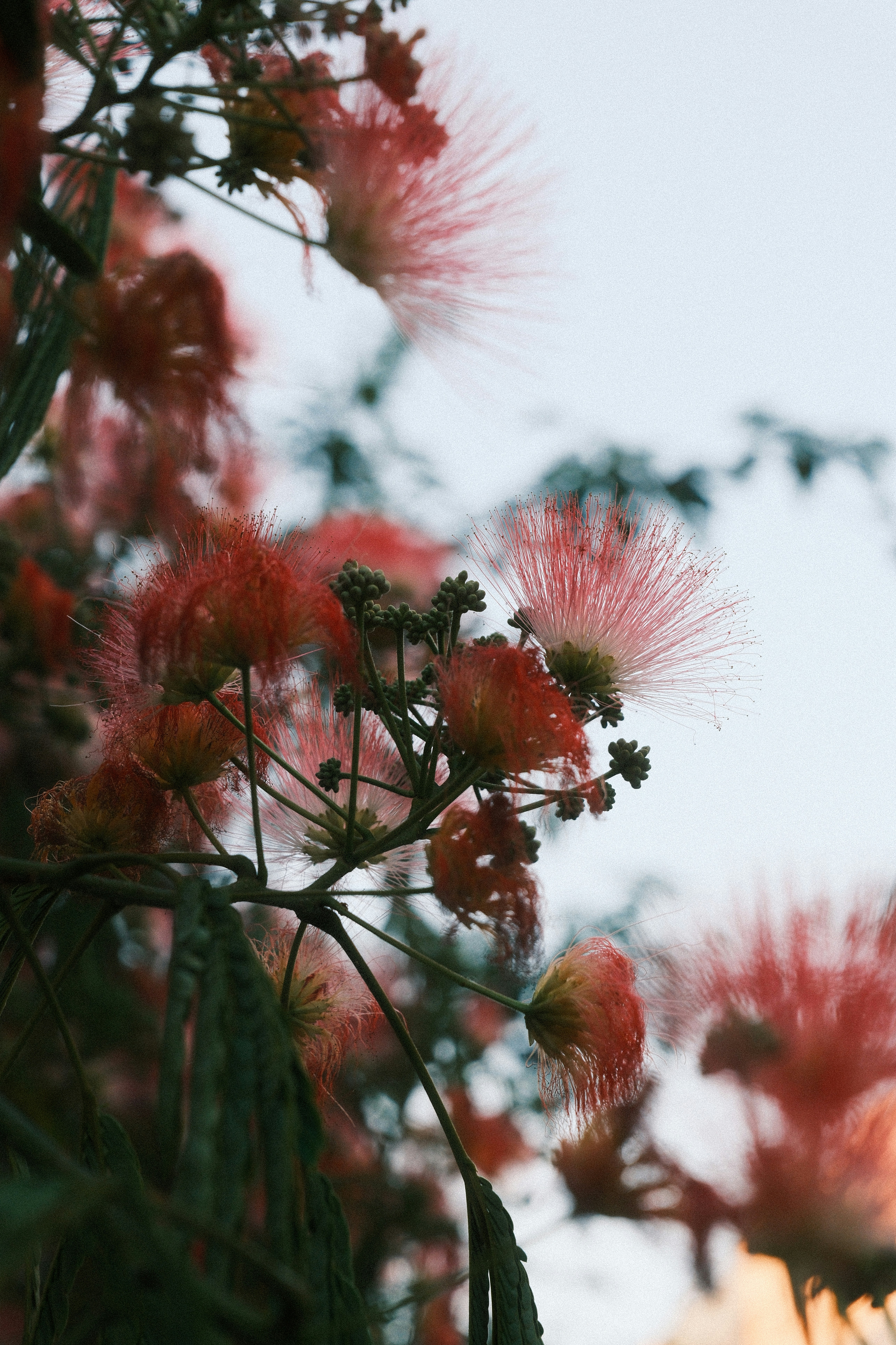 Whispers of Nature: The Delicate Dance of Flora