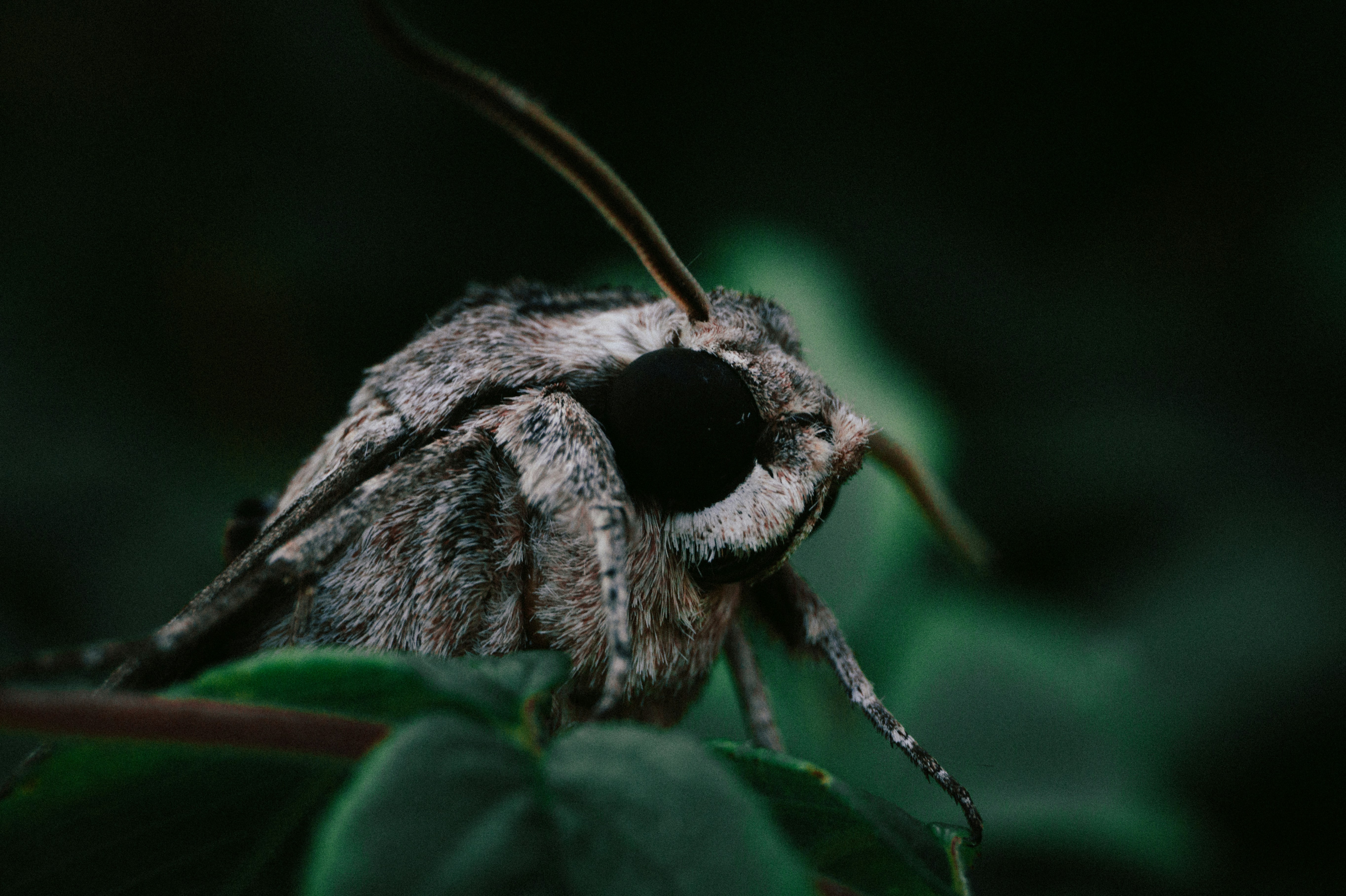 Whispers of the Night: A Moth's Lament