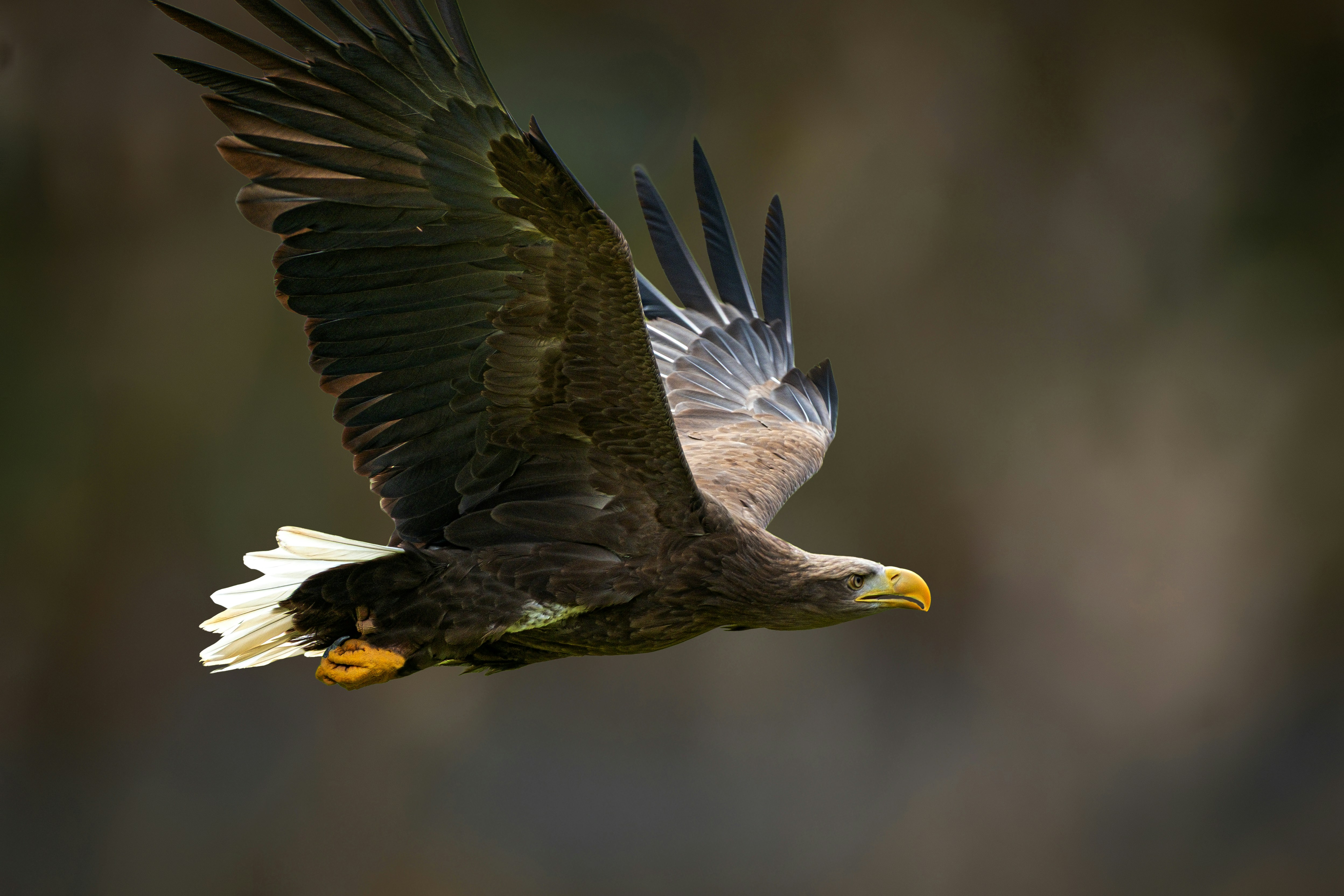 Golden eagle soaring gracefully against a blurred background, showcasing its powerful wings and striking plumage.