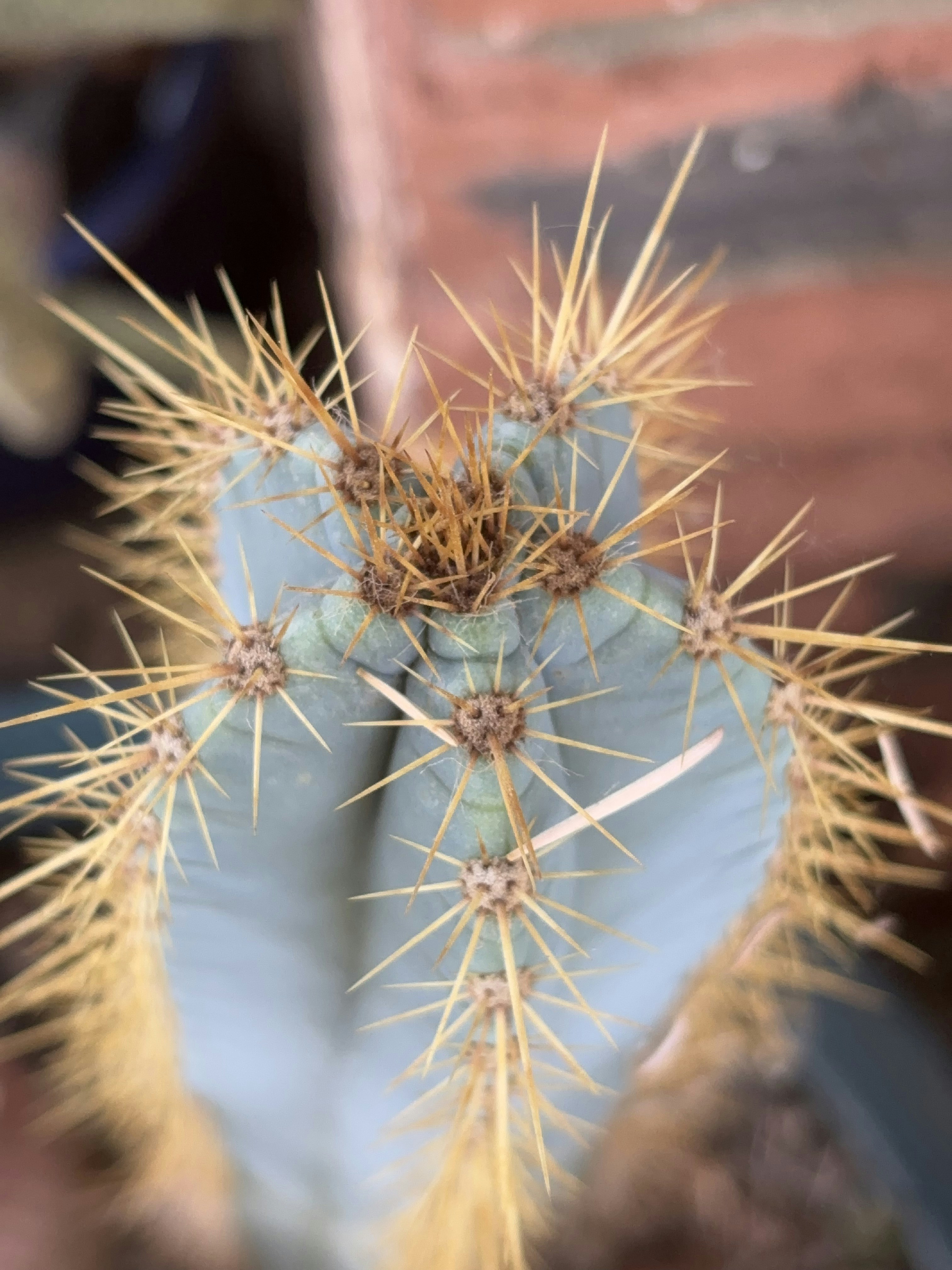 Close-up of a cactus displaying its intricate spines and unique texture against a blurred background.