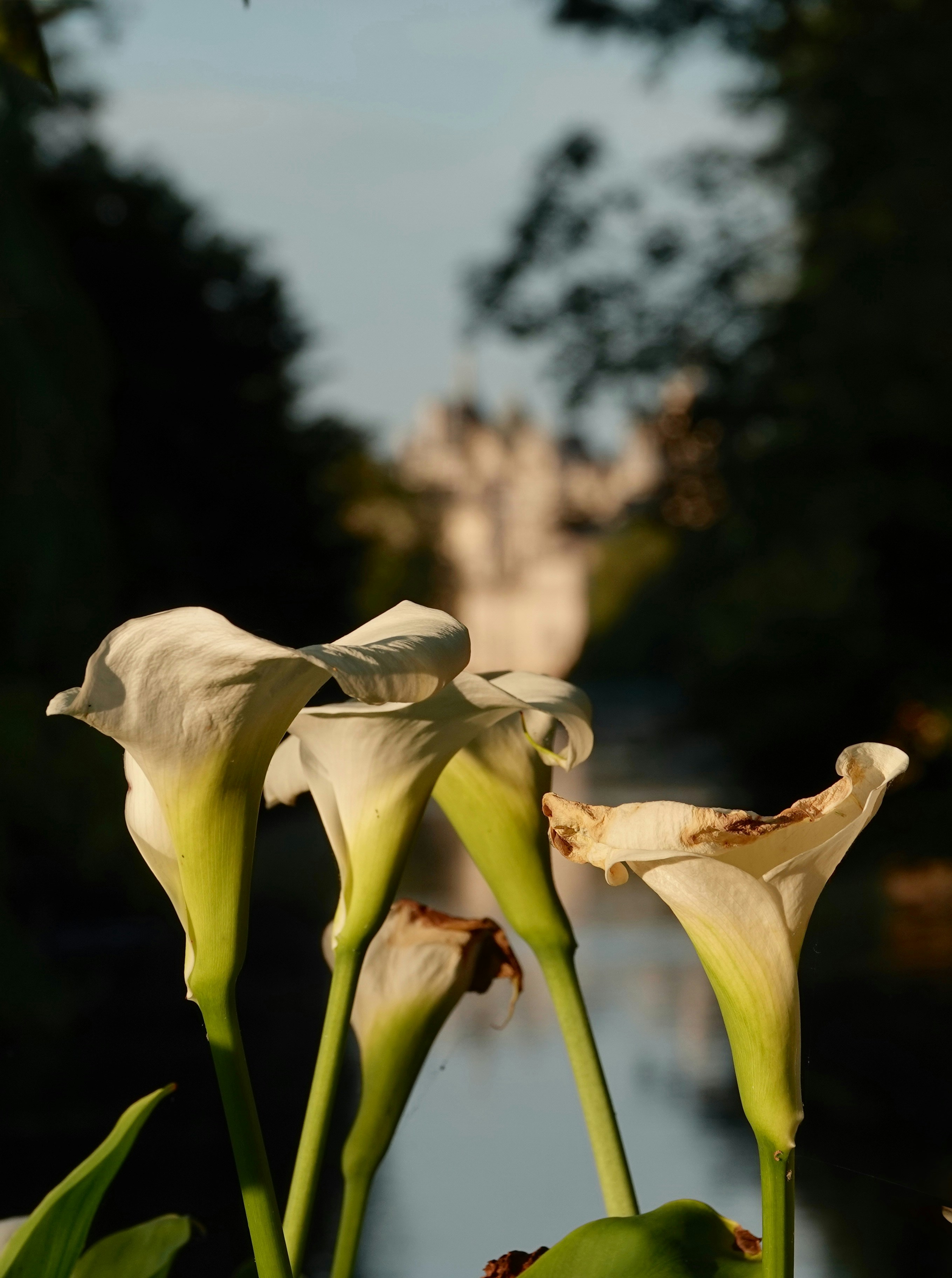 Calla Lilies in Focus, Castle Glow in the Distance