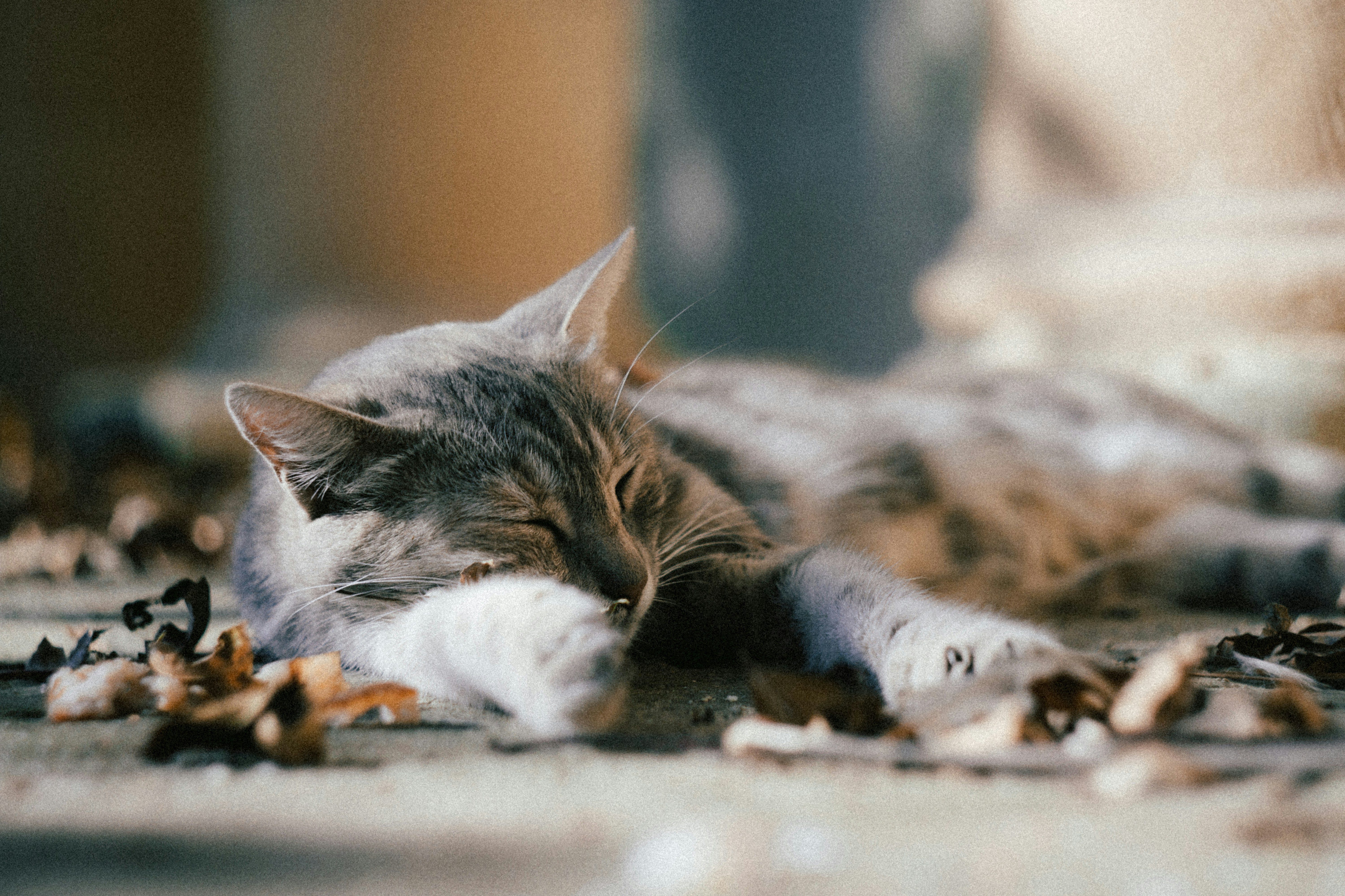 Serene Whiskers: A Moment of Tranquility