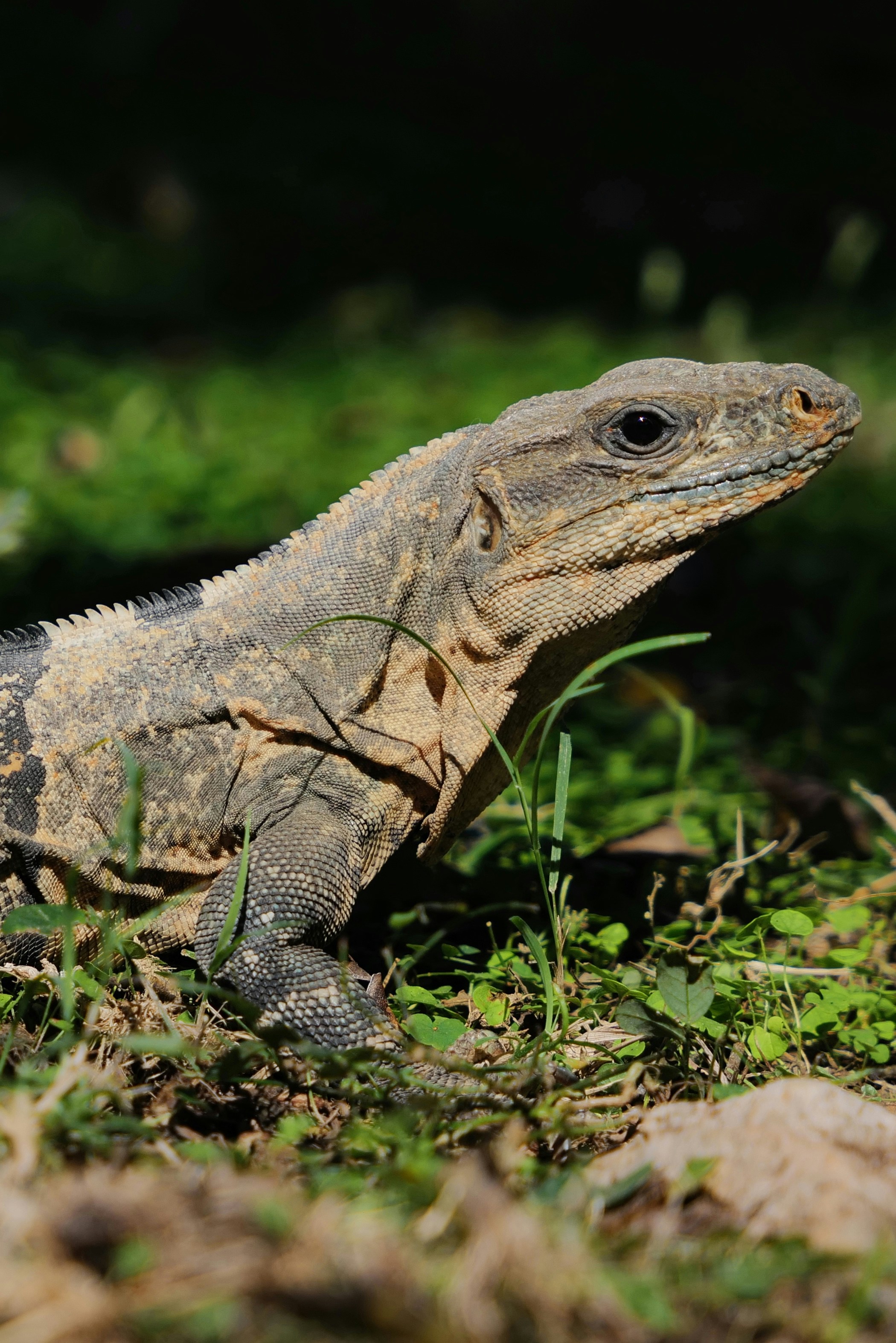 A lizard resting on lush green grass, showcasing its textured skin and keen gaze. The play of light and shadow highlights its natural camouflage.