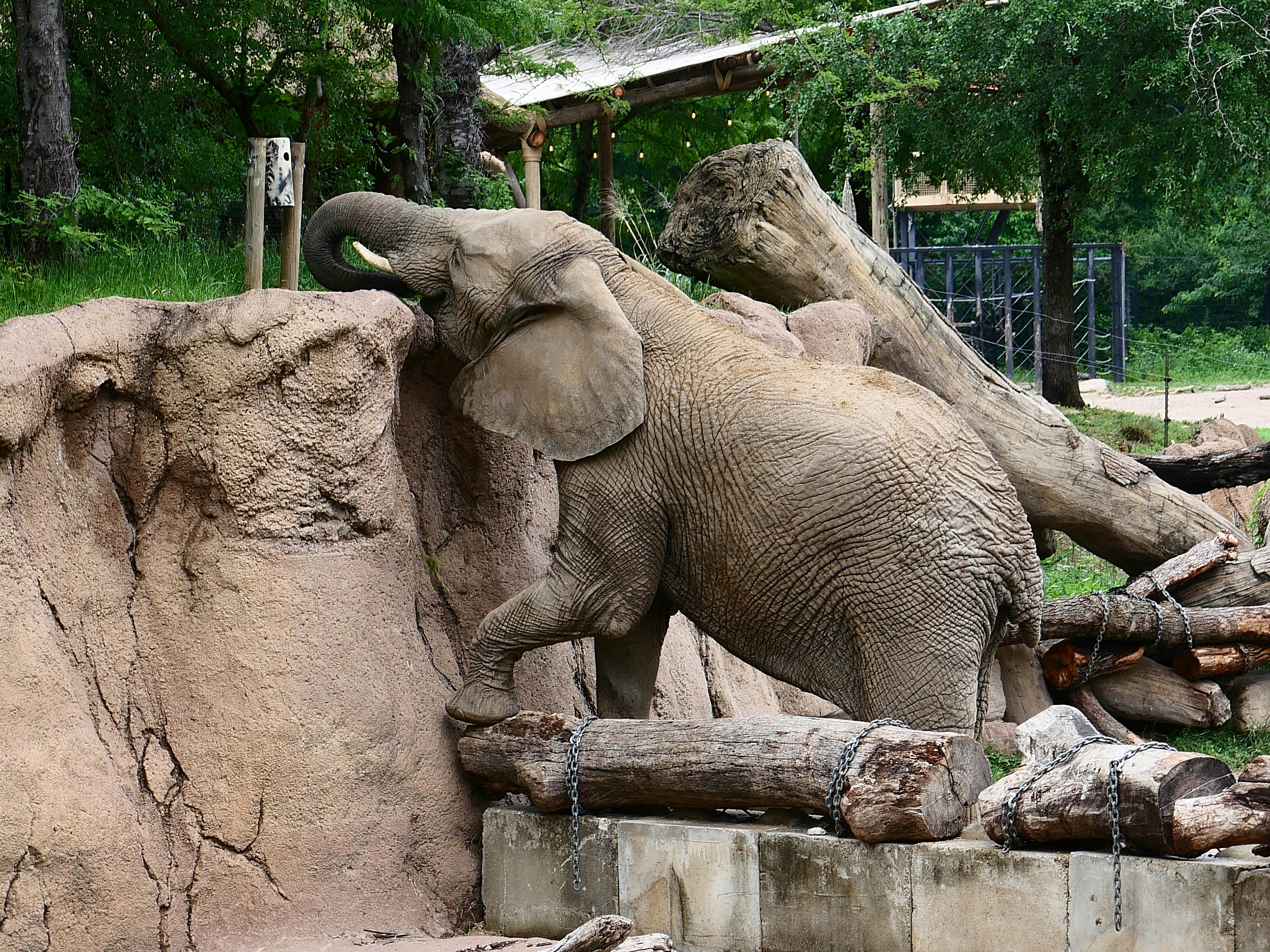 Majestic Elephant's Quest for Nourishment