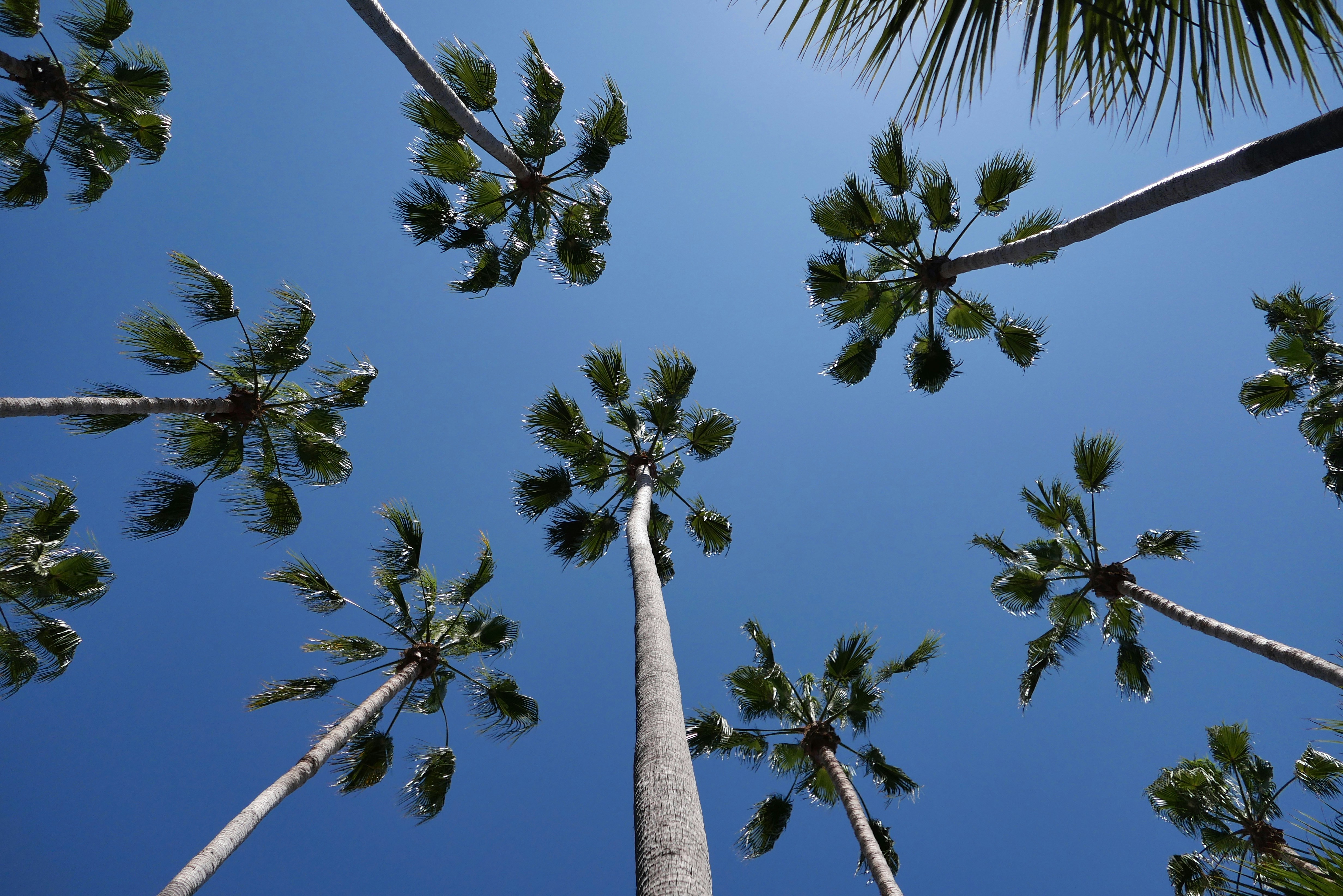 Tropical Canopy: A Symphony of Palm Fronds