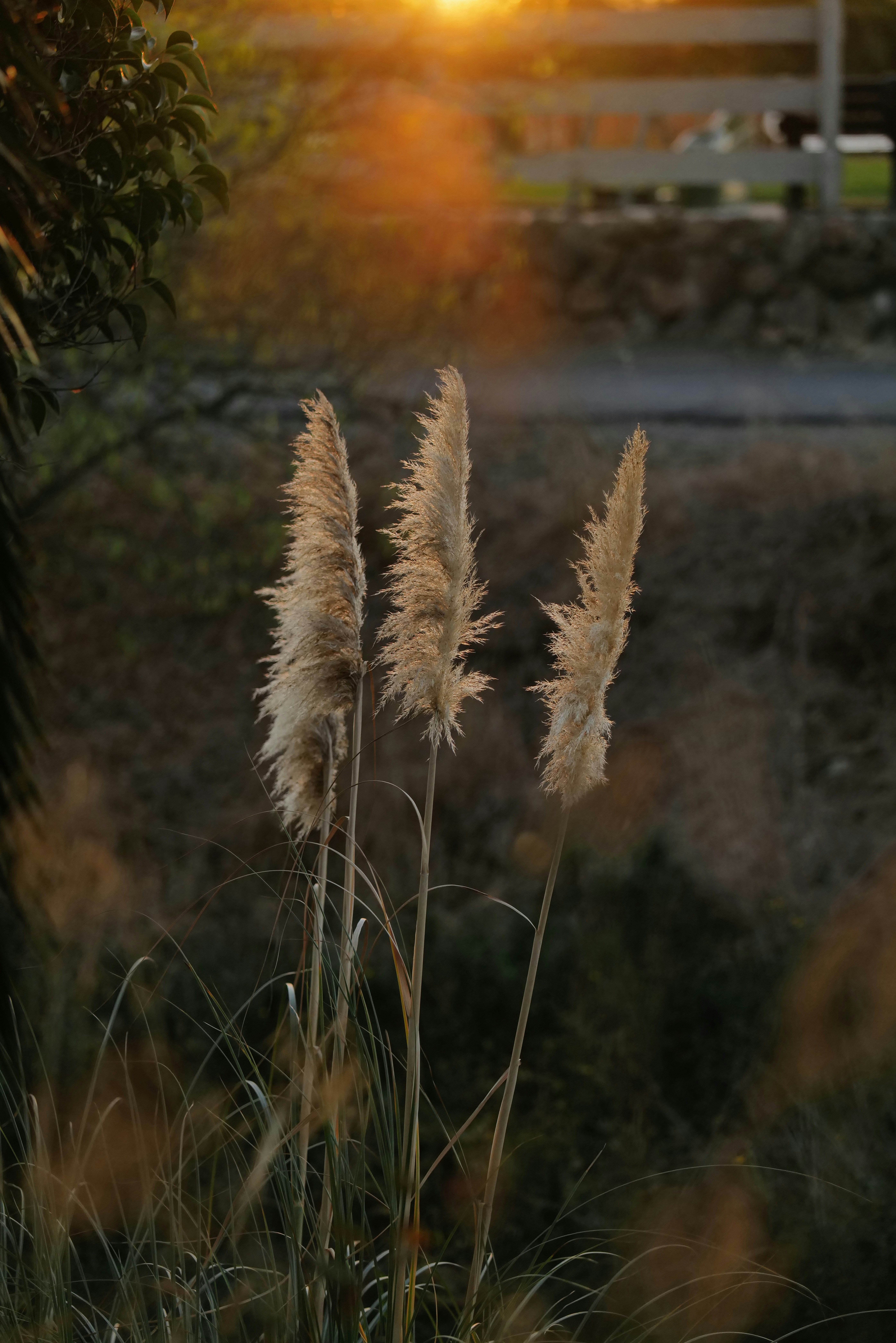 Whispers of Sunset: Graceful Reeds in Golden Light