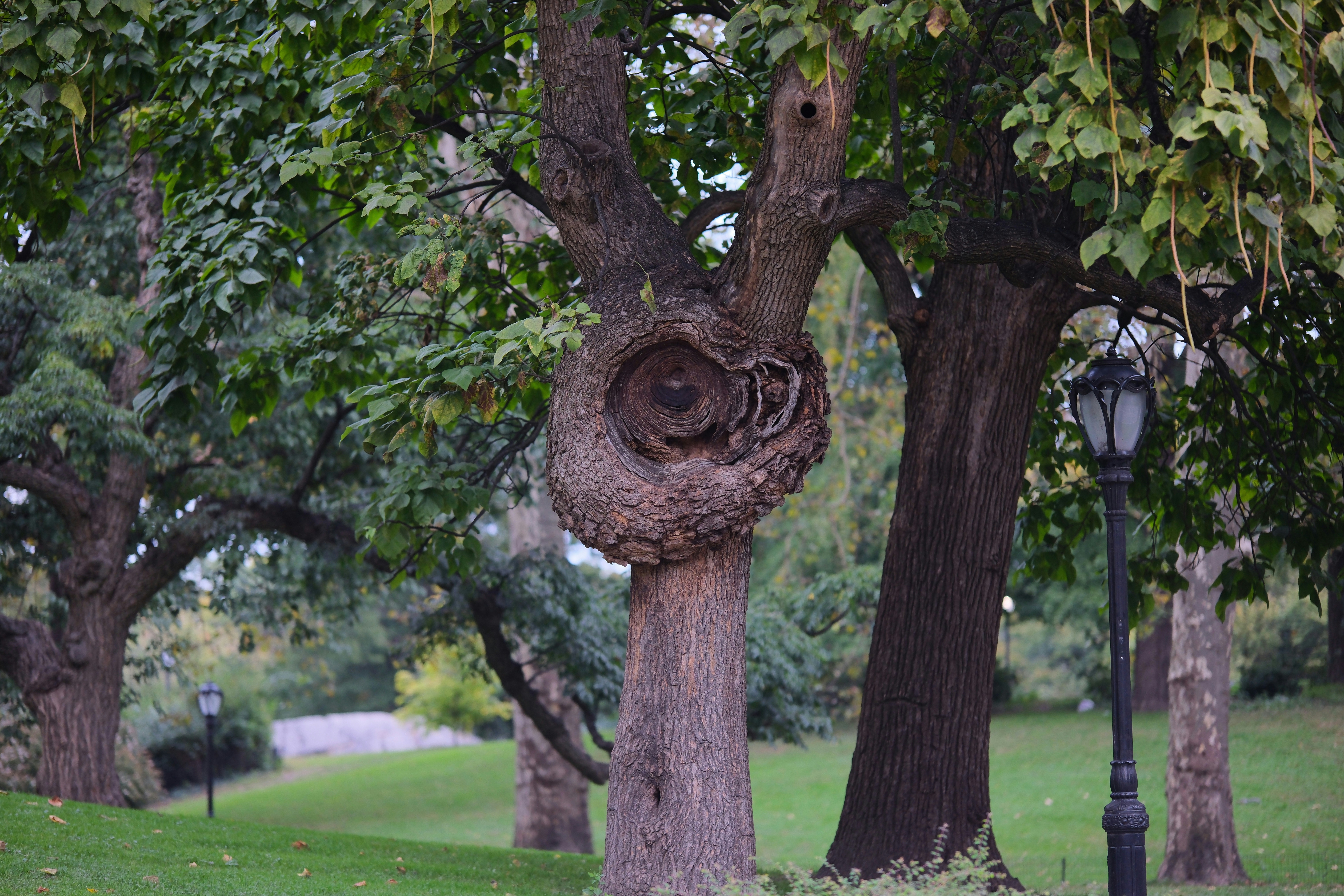 A tree with a distinctive knot.