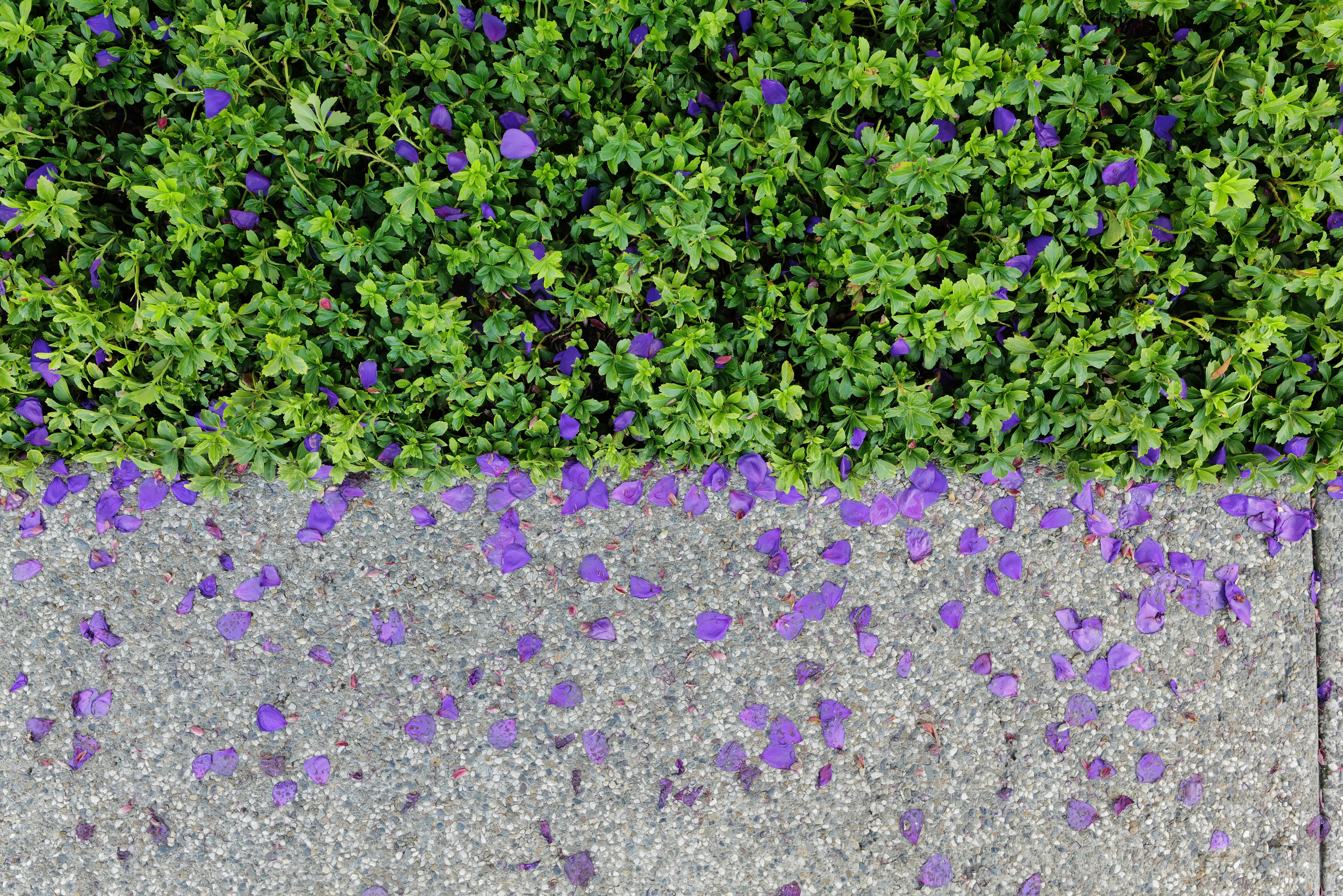 Petals at the Hedge's Edge: Purple Confetti on Concrete