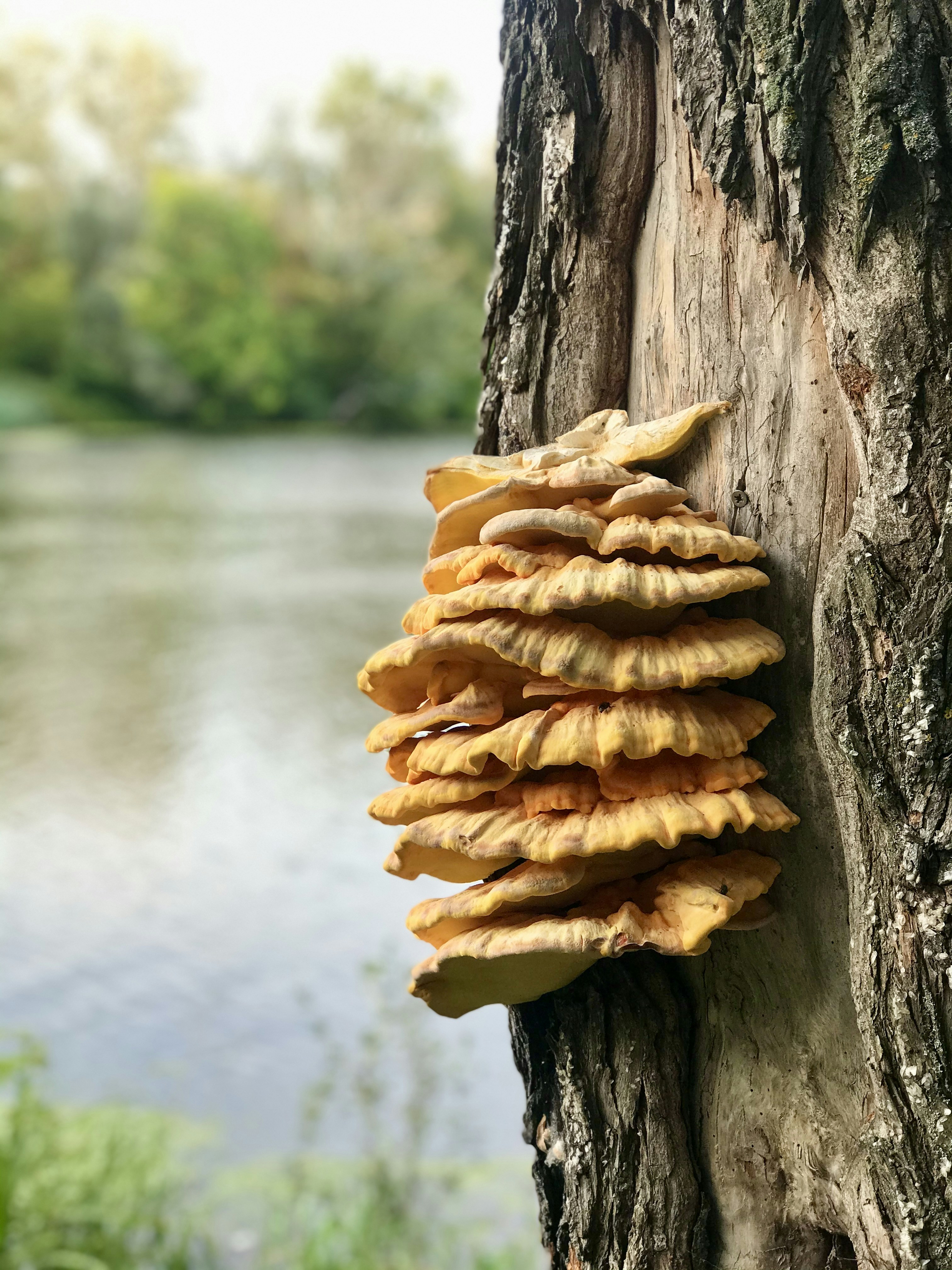 Nature's Layered Artwork: The Fungi on the Tree