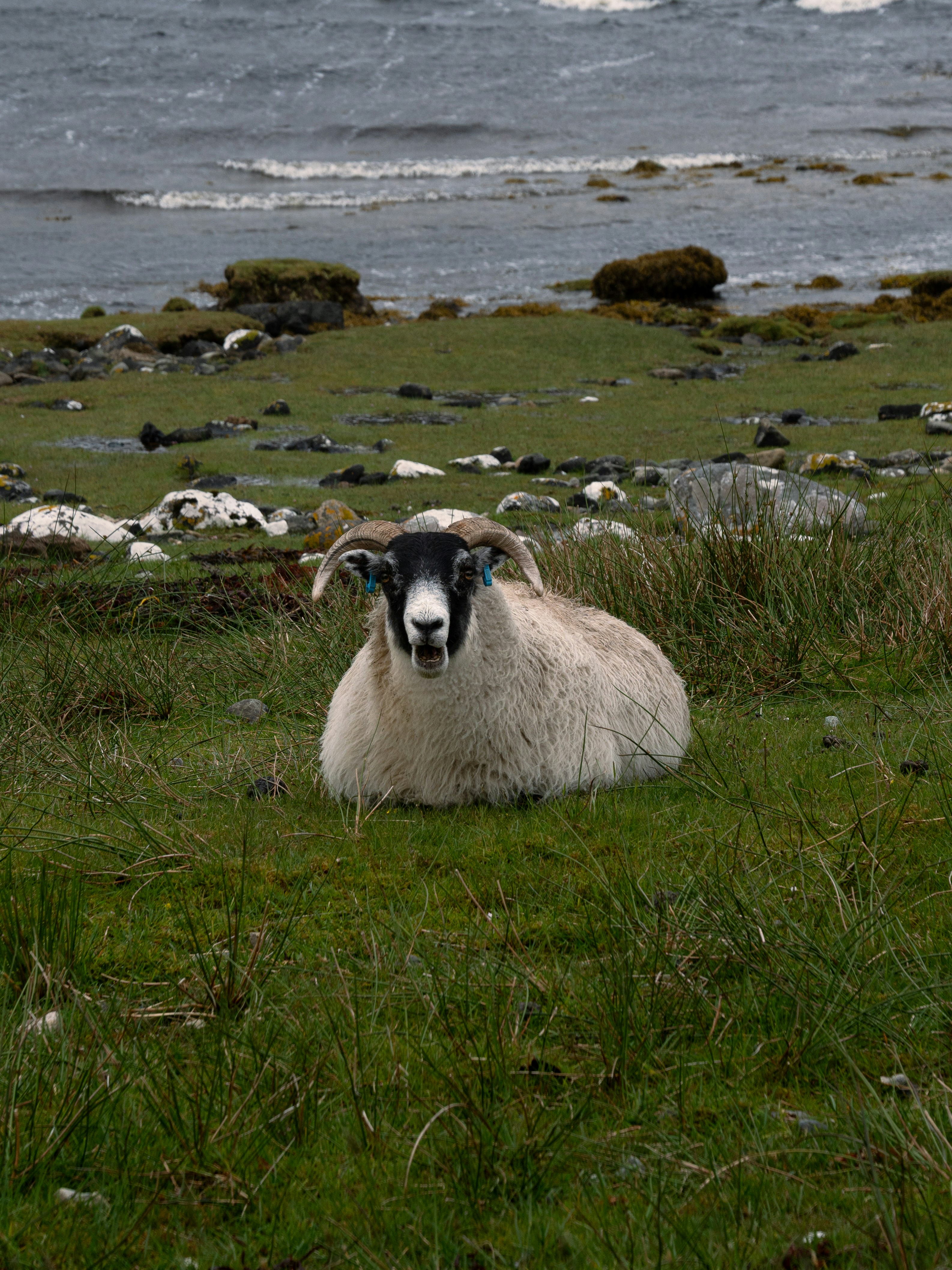 The Watchful Guardian of the Meadow
