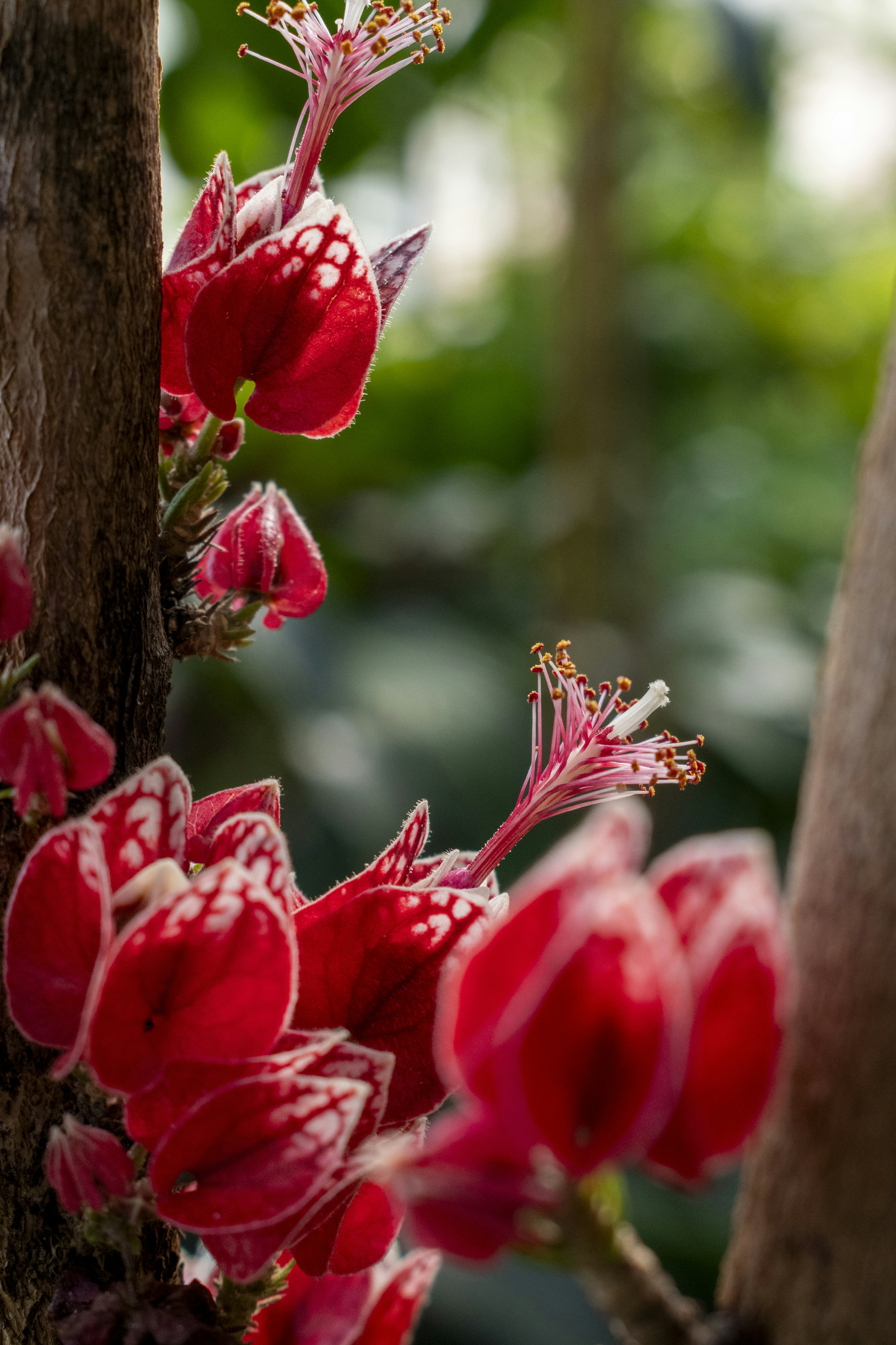 Scarlet Petals Clutch the Bark in a Soft-Focus Garden Moment