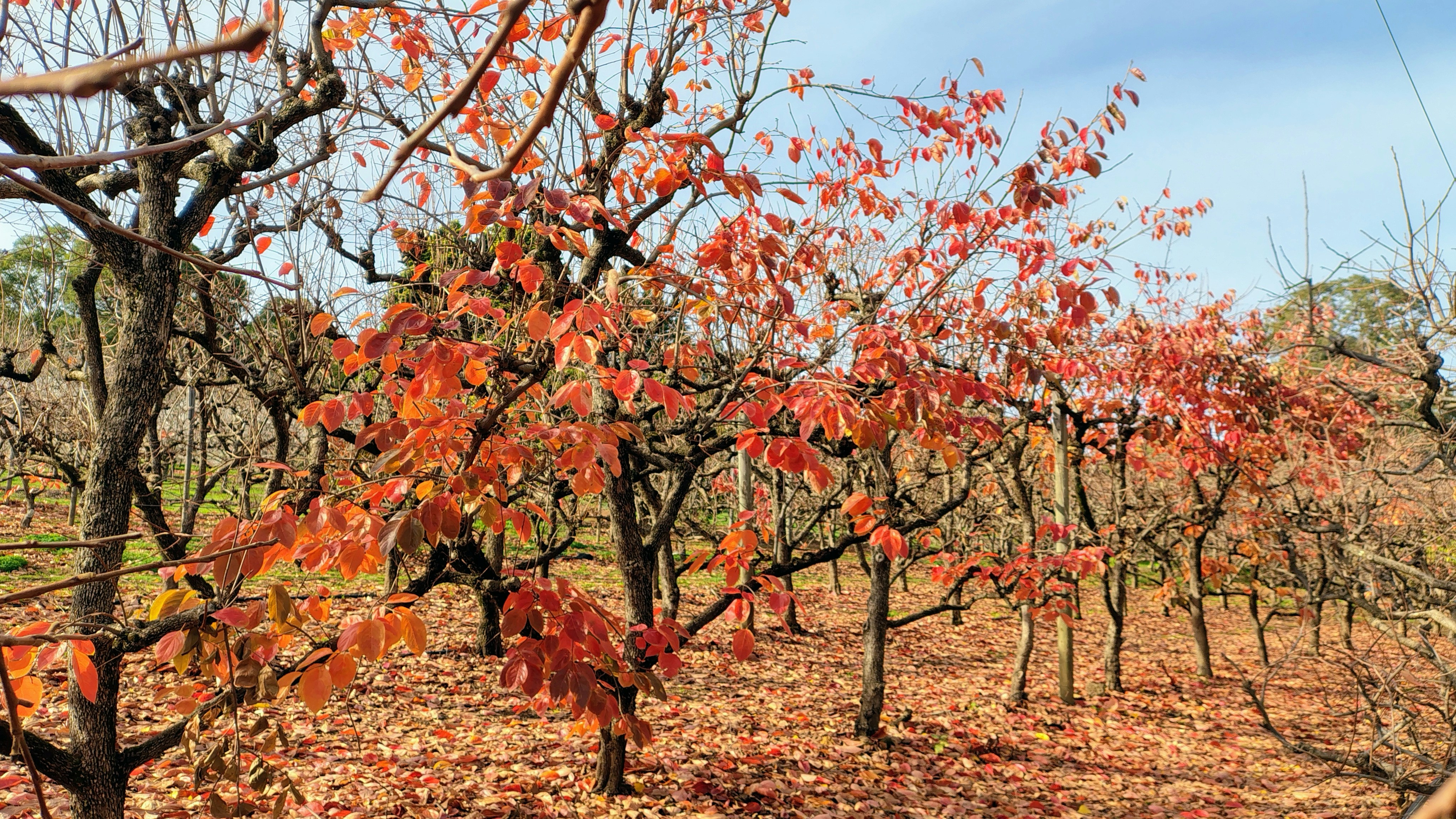 Sample photo from Motorola Moto G85