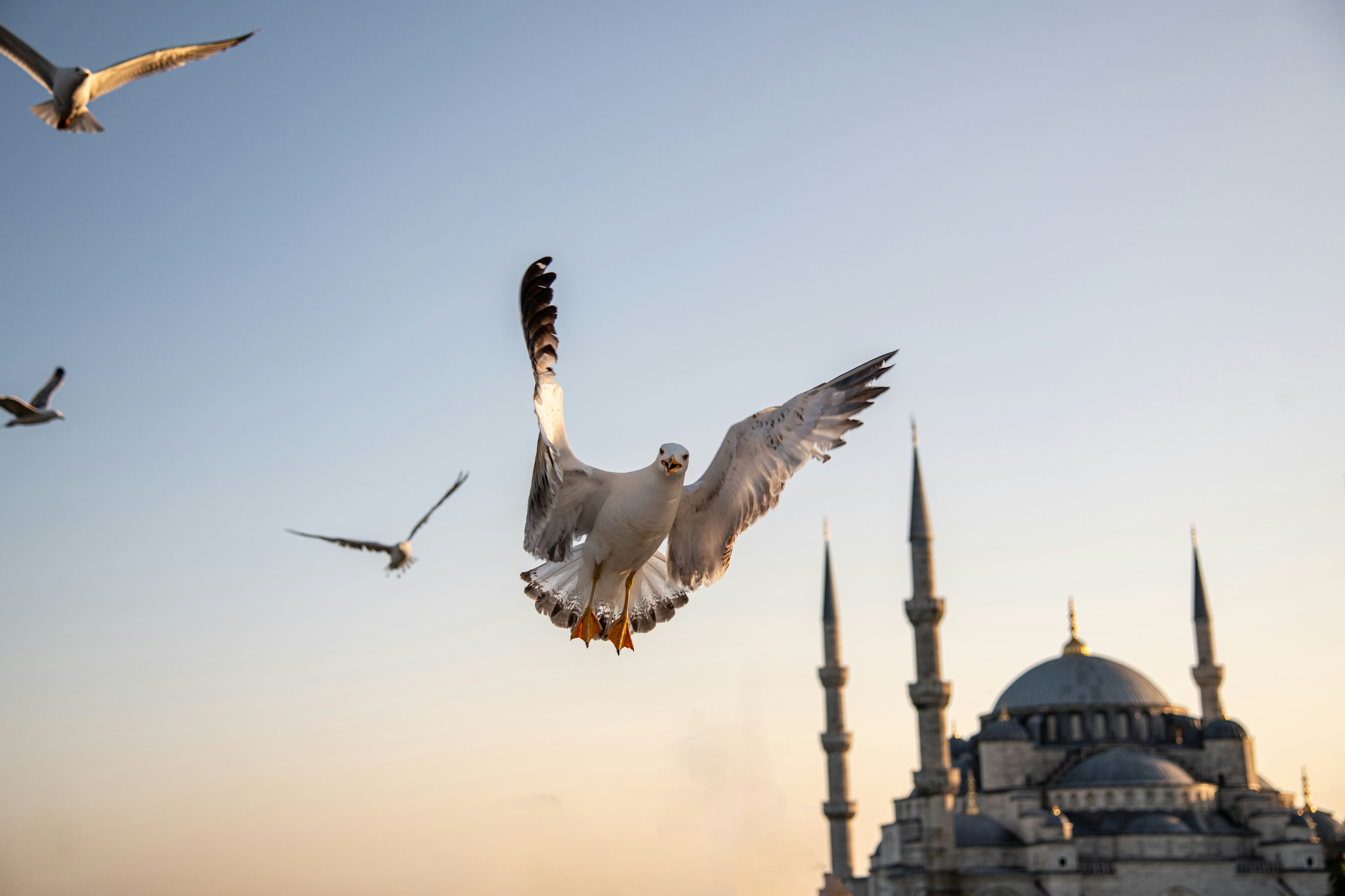 Winged Glide Over Istanbul's Blue Mosque at Dusk