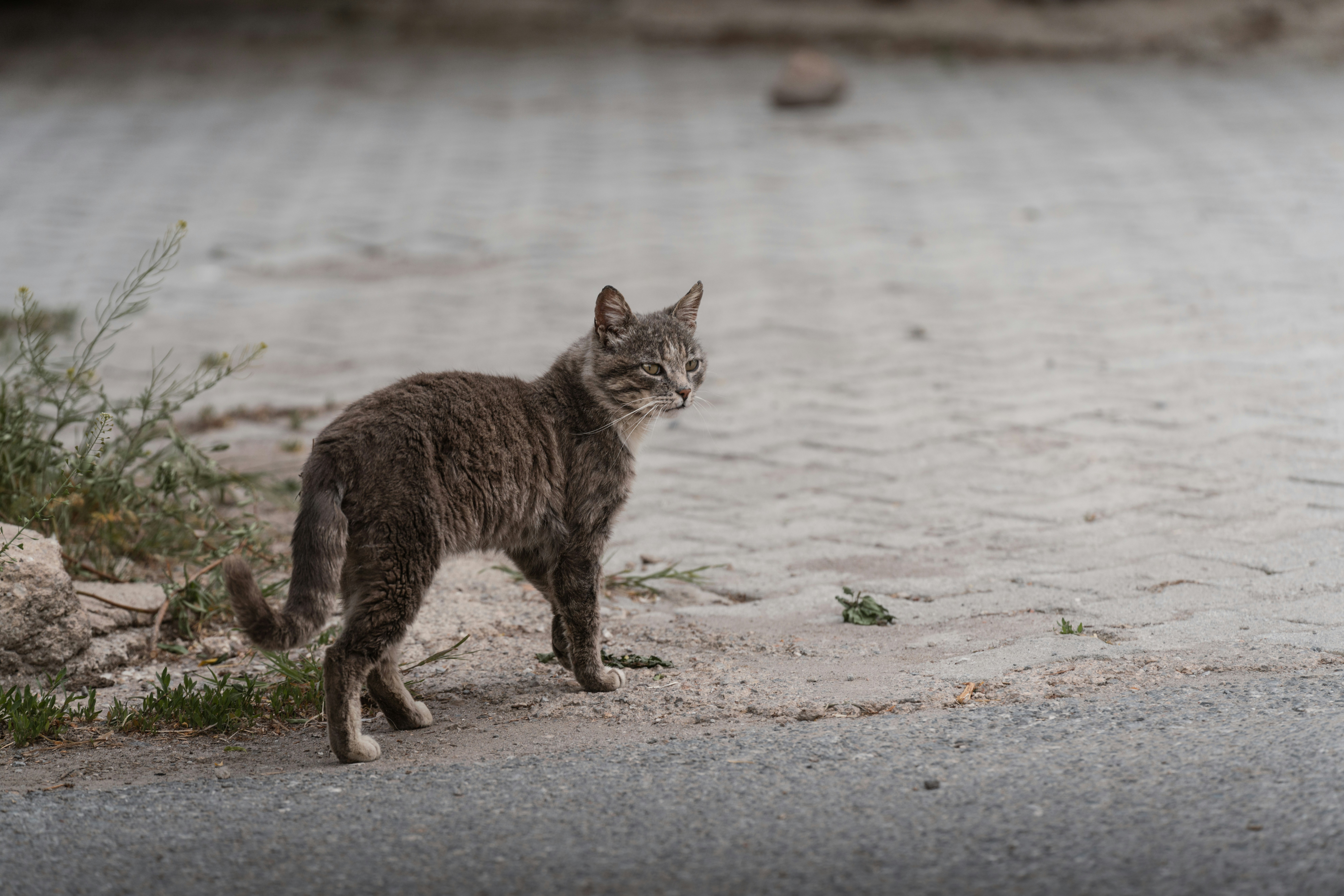 Wary Street-Wanderer Pauses on a Sun-Washed Pavement