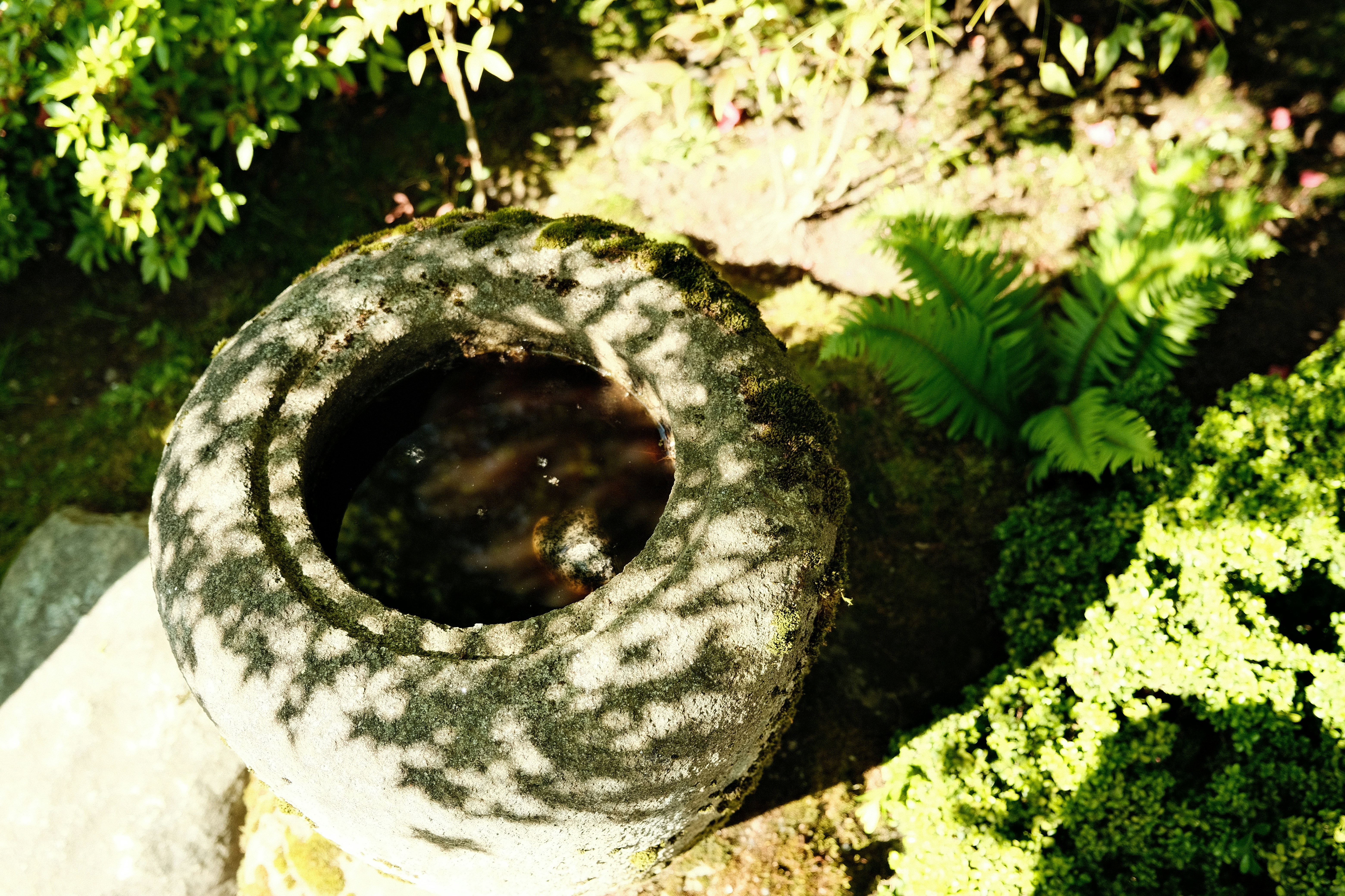 An old stone water basin sits in a garden.