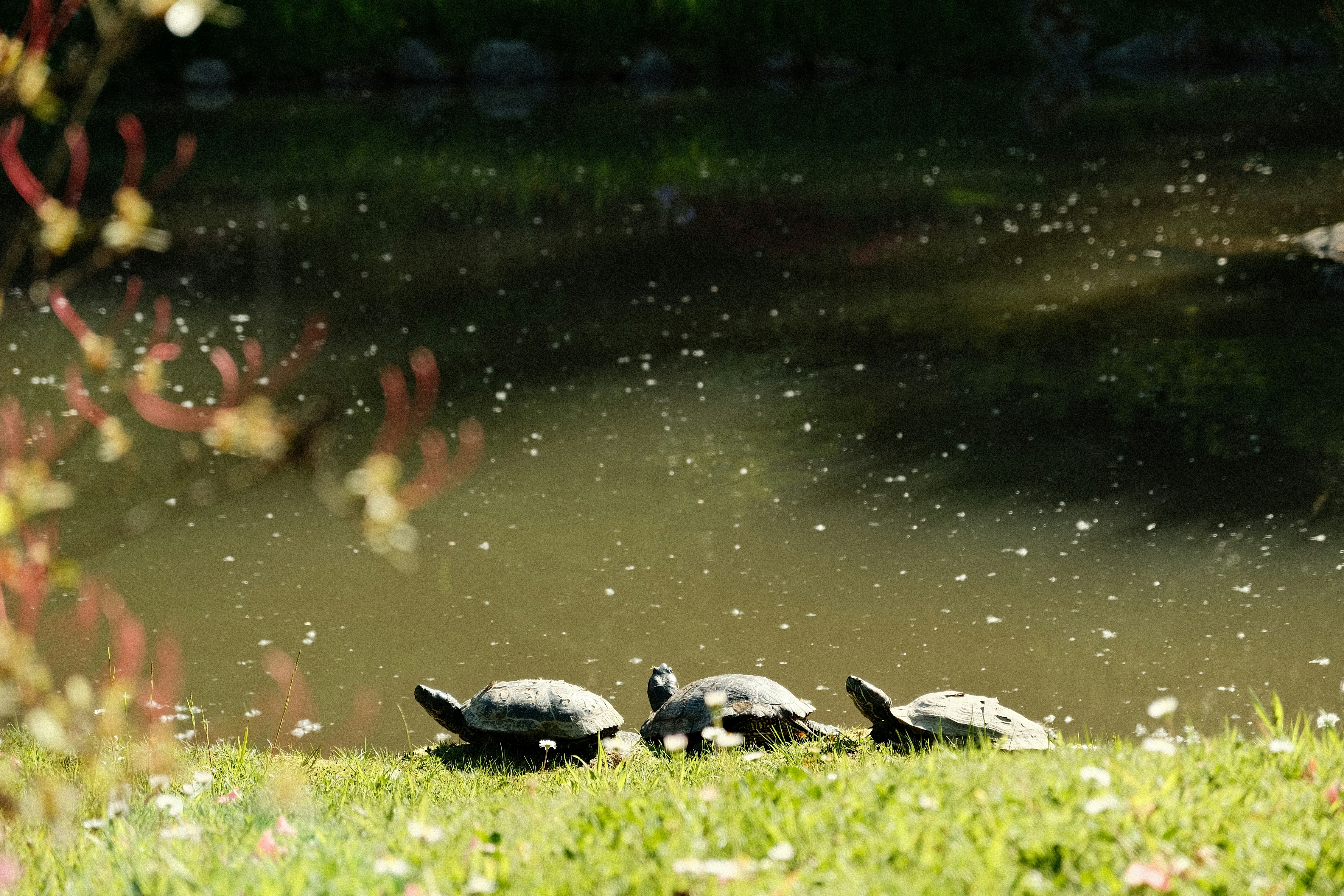 Midfield Parade: Three Turtles on Sunlit Riverbank