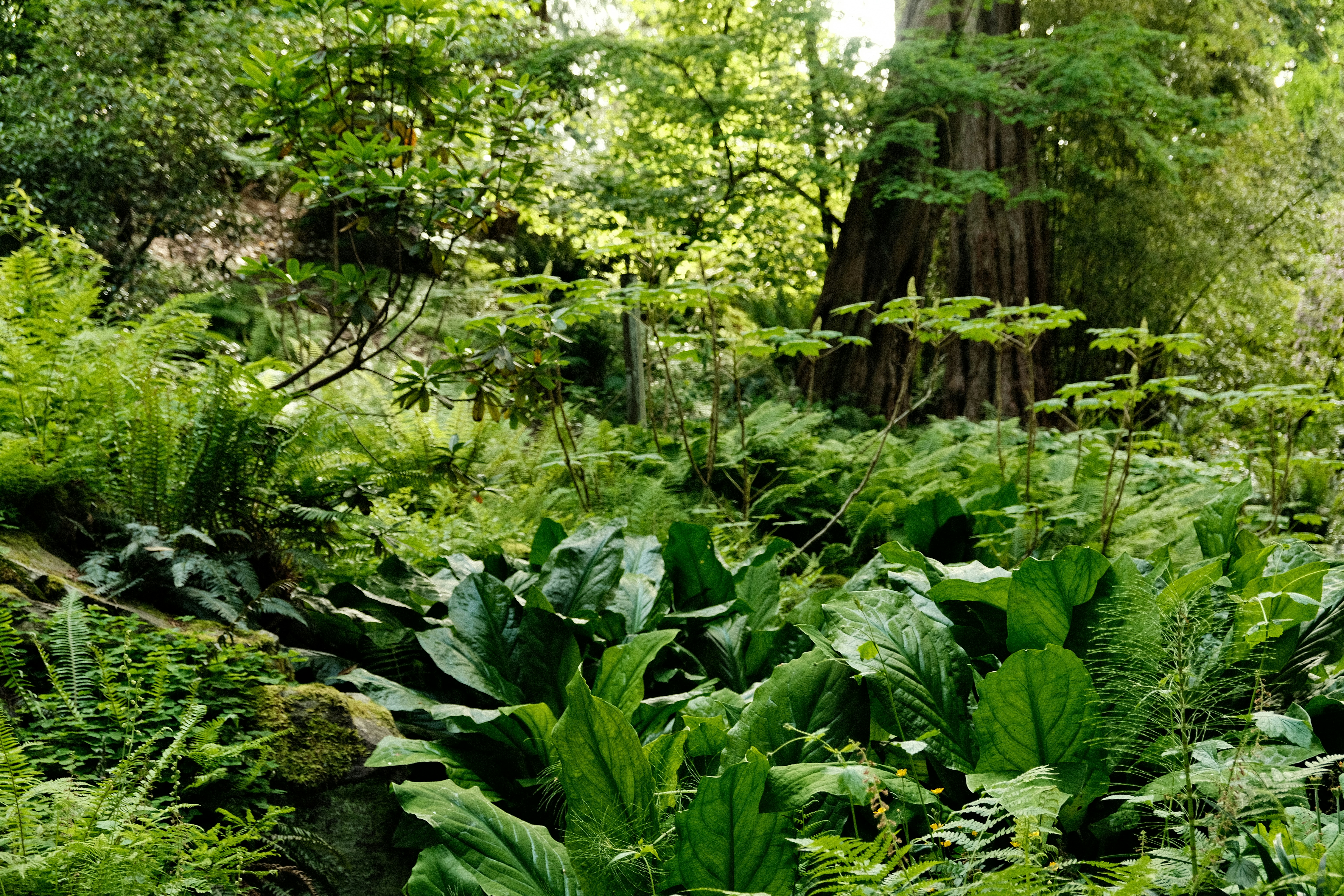 Emerald Canopy: A Lush Forest Symphony