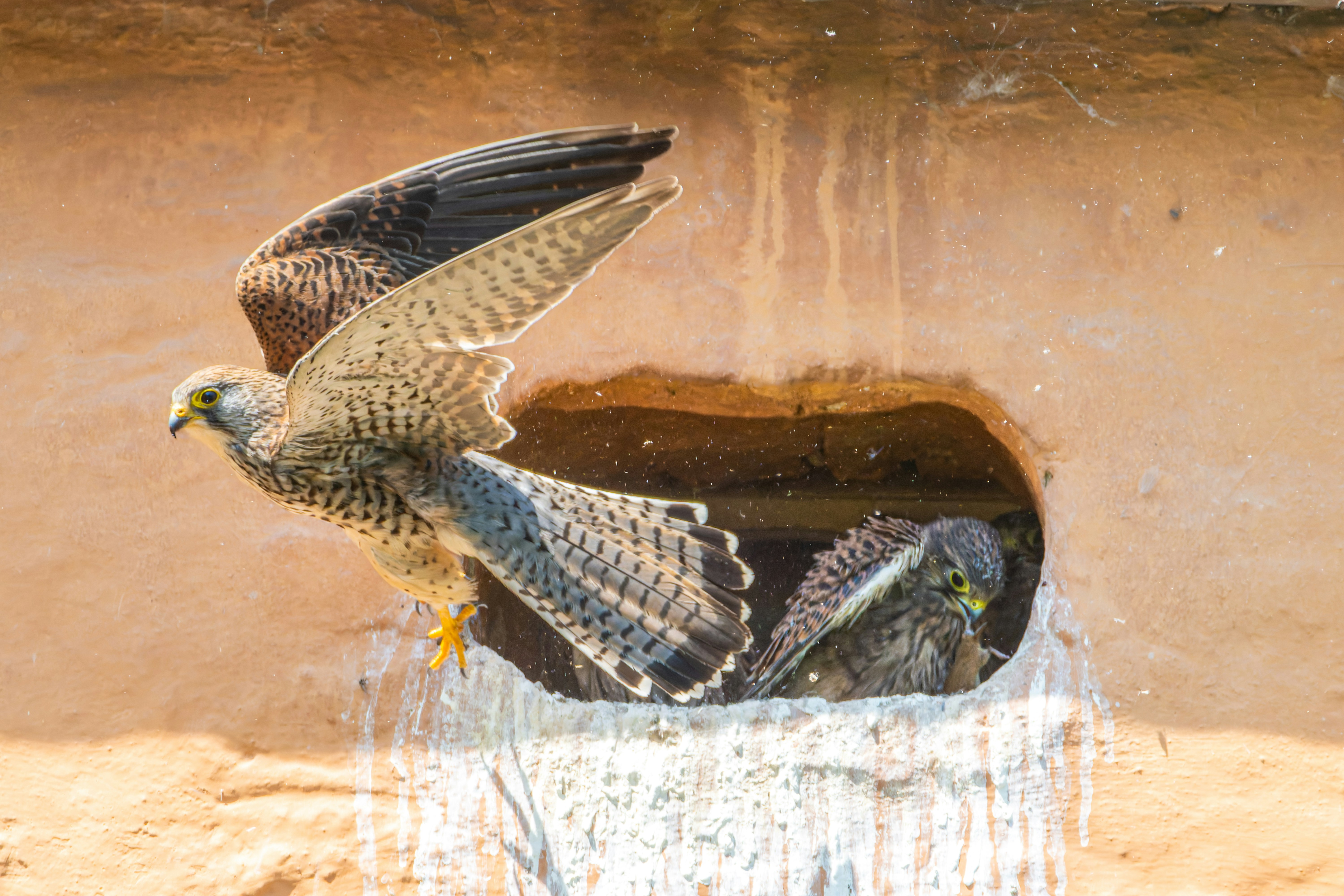 Winged Escape: A Hawk Emerges from a Clay Burrow