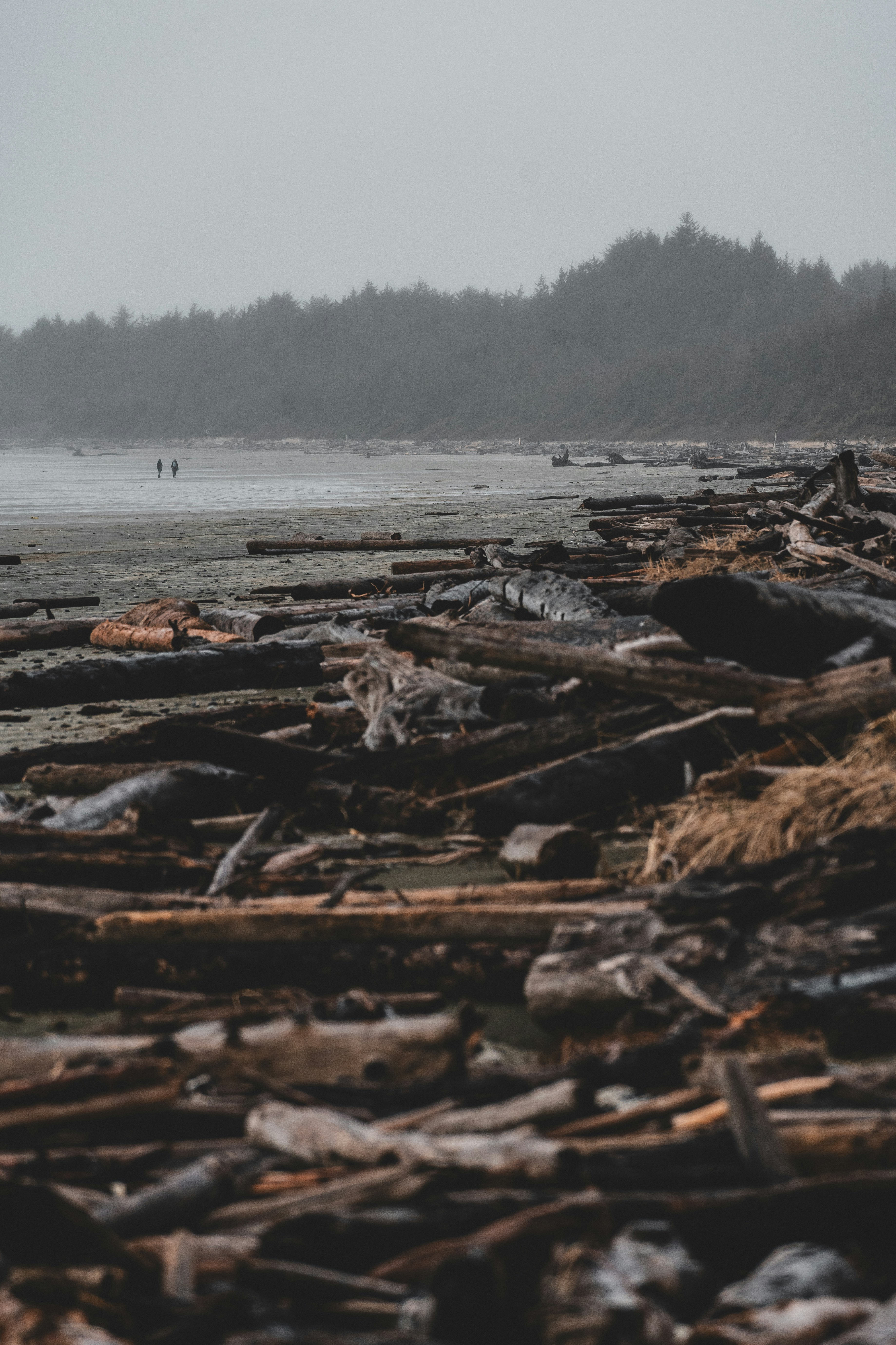 Two figures strolling along a foggy beach, surrounded by scattered driftwood and a muted landscape. The atmosphere evokes a sense of solitude and reflection.