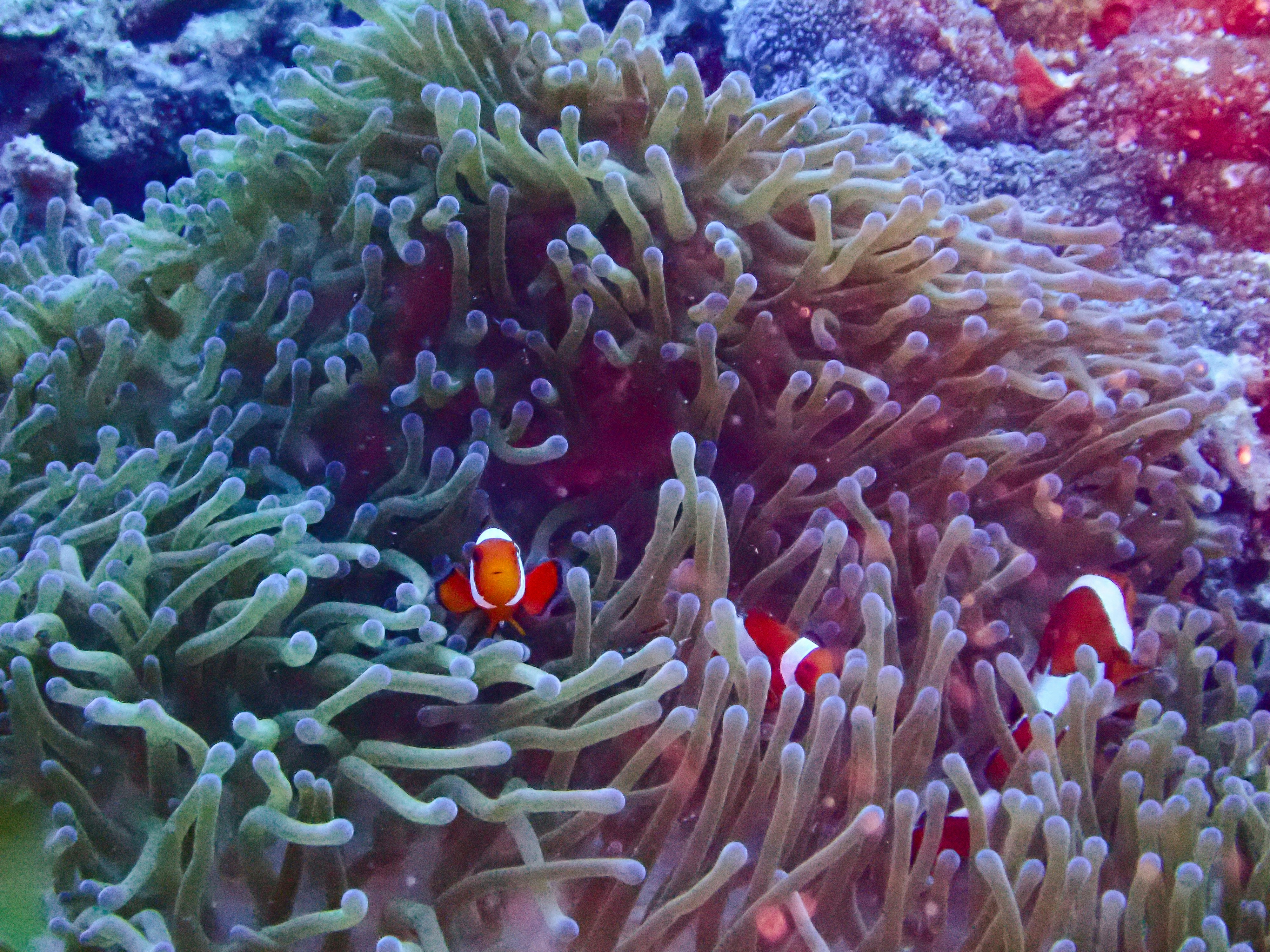Clownfish nestled among vibrant sea anemone tentacles in a coral reef habitat.