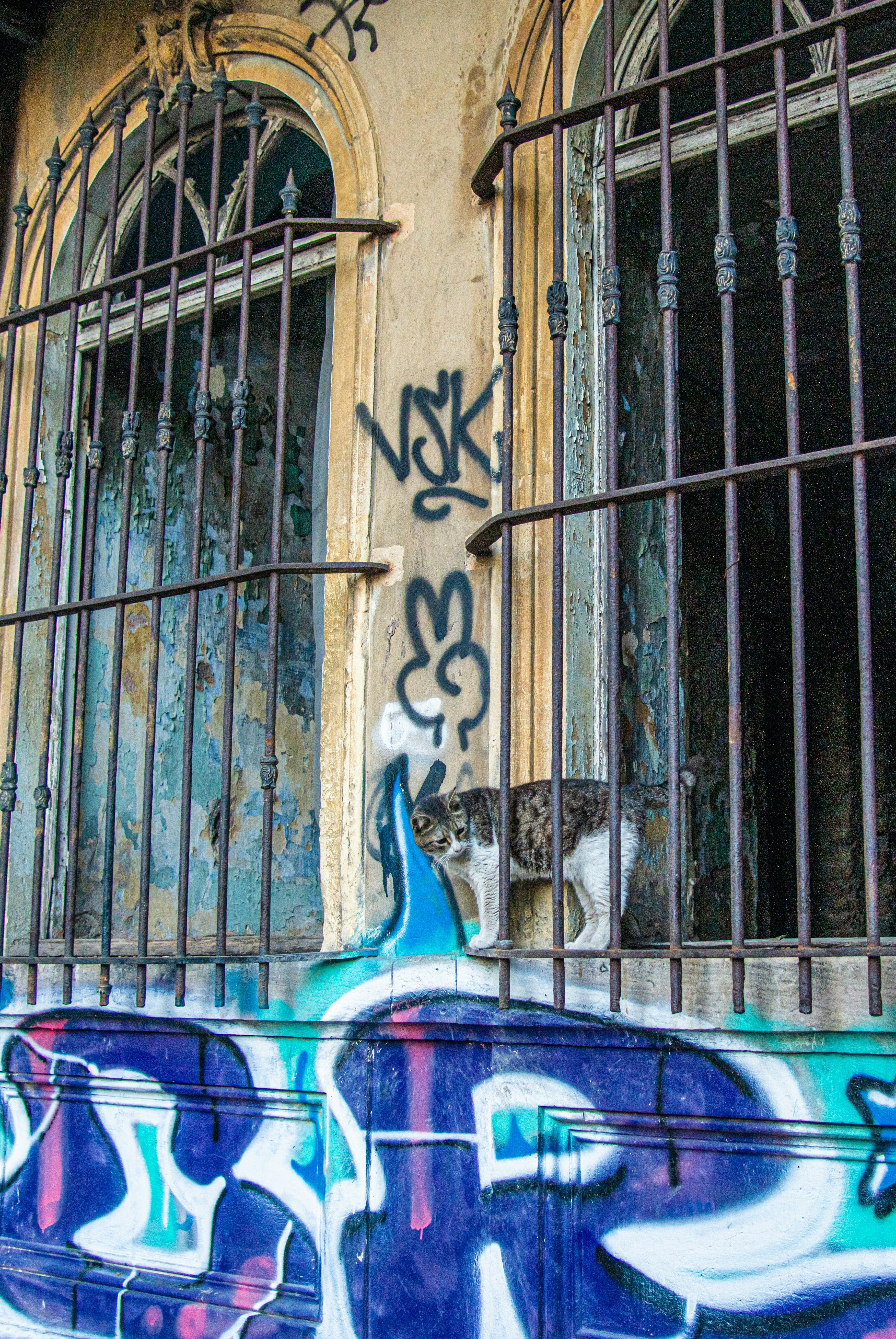 Whiskered Sentinel Behind Graffiti Bars
