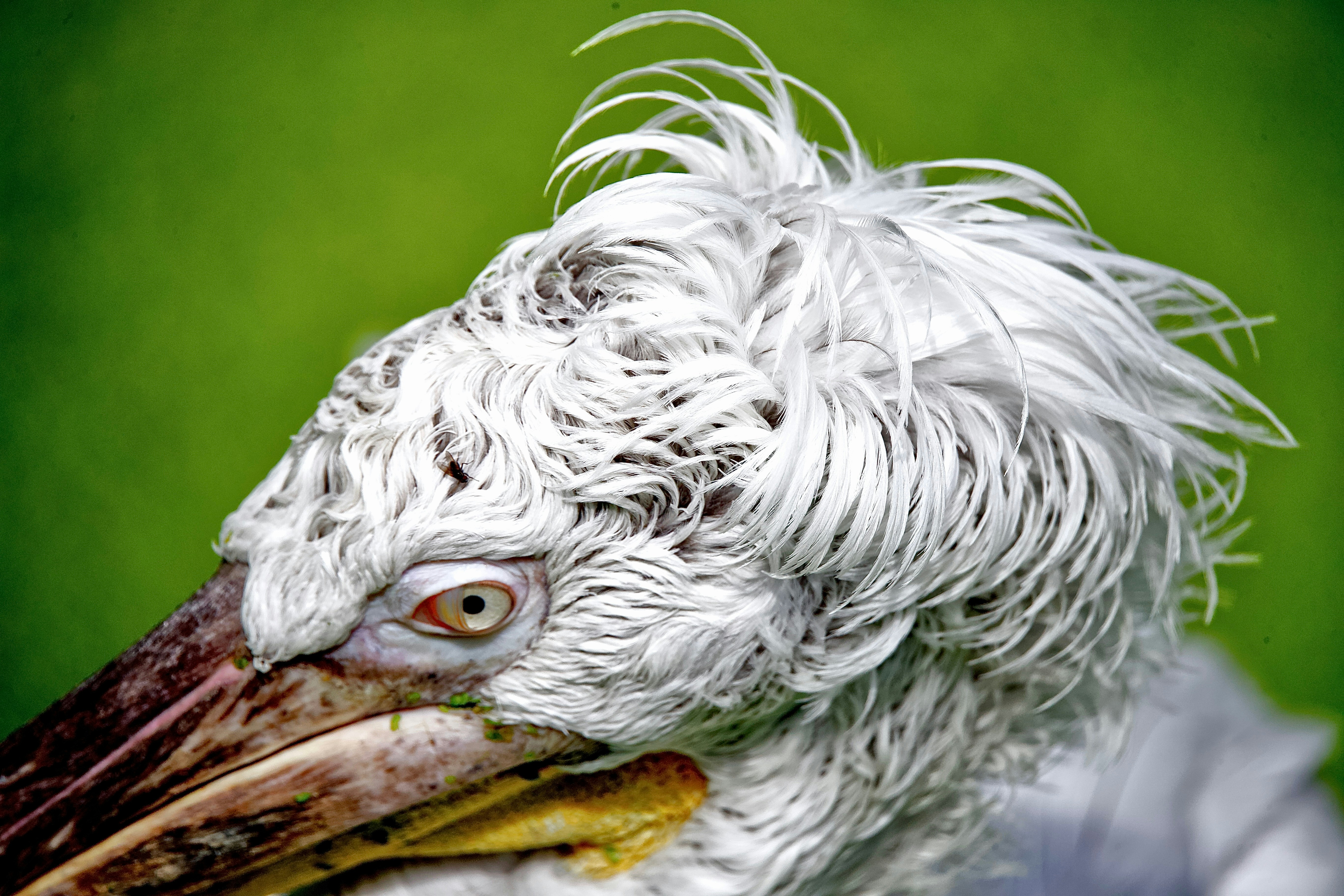 Gilded Gaze: Close-Up of a White-Feathered Bird