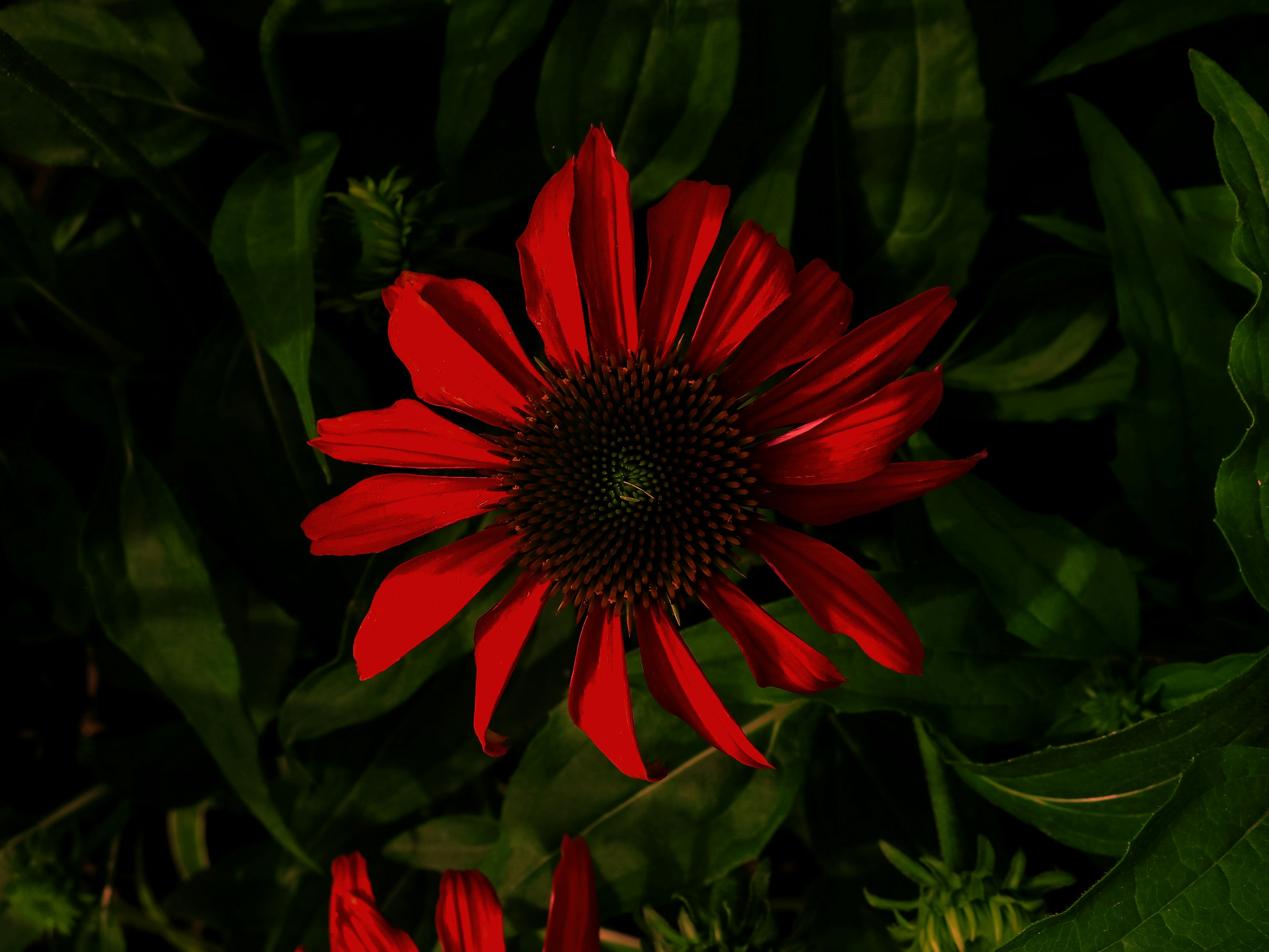 A vibrant red flower stands out against a backdrop of rich green foliage, showcasing its intricate petals and central structure.