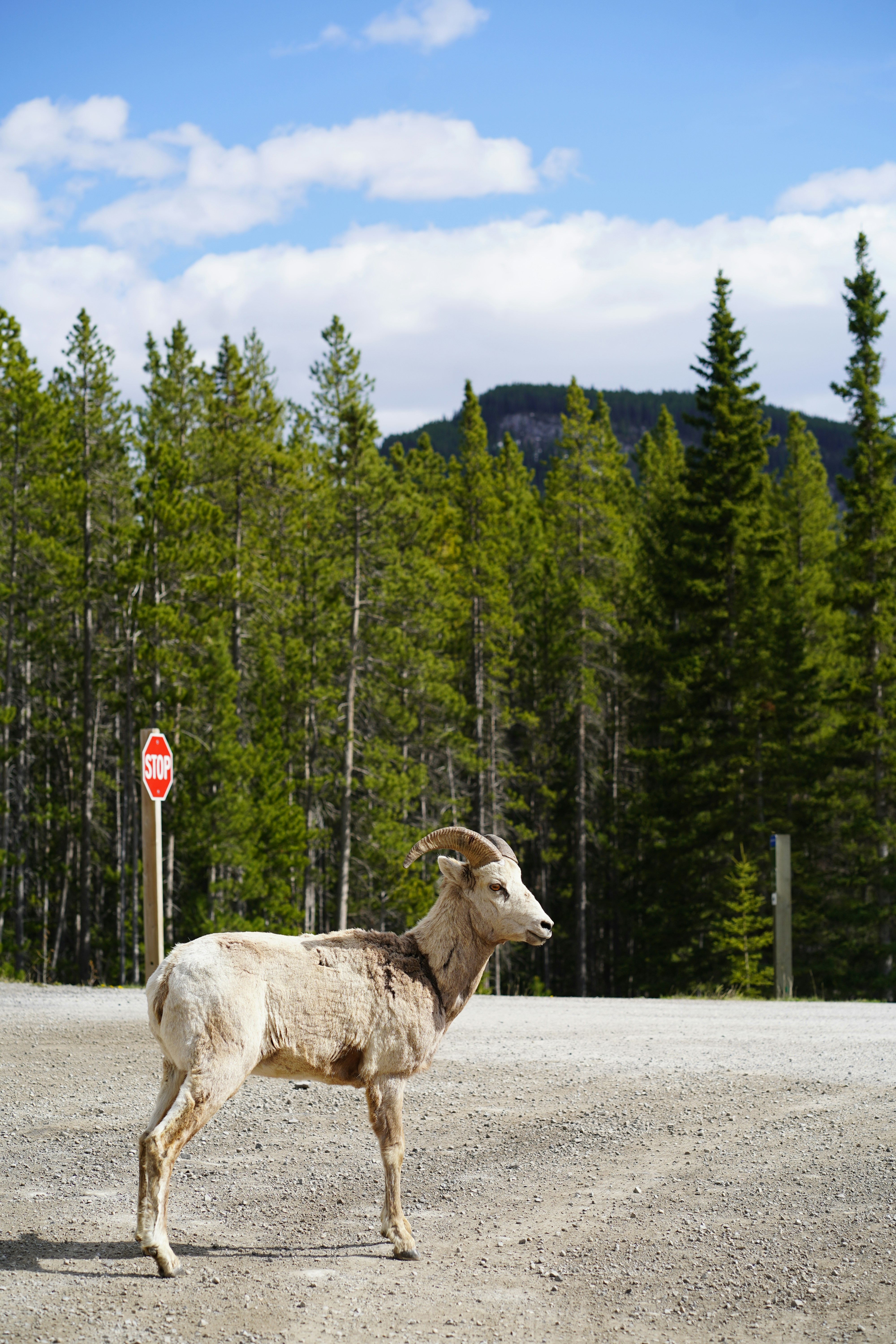 Mountain Goat's Crossroads: Nature's Pause