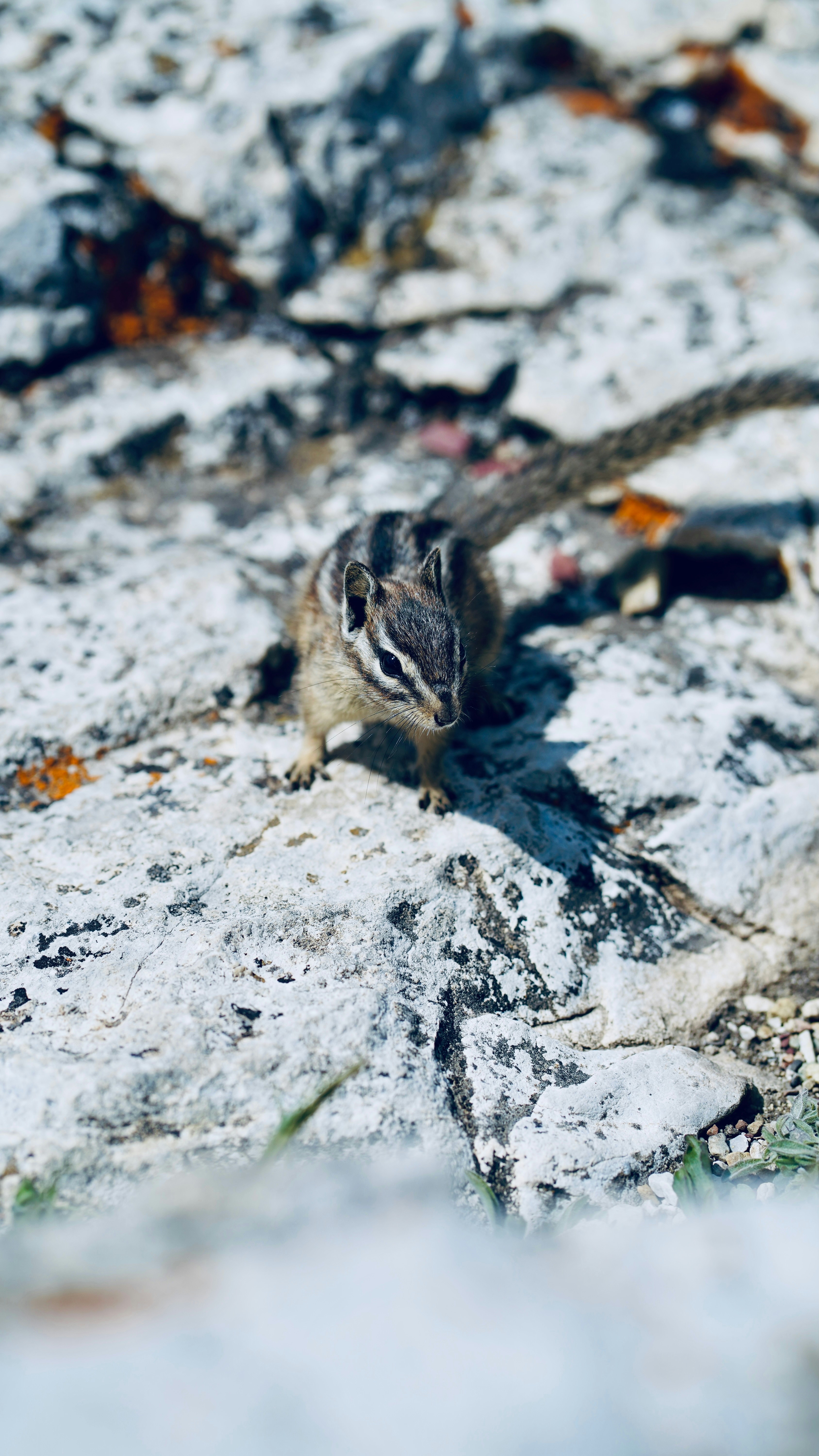 Bright-eyed Chipmunk Traverses Weathered Granite