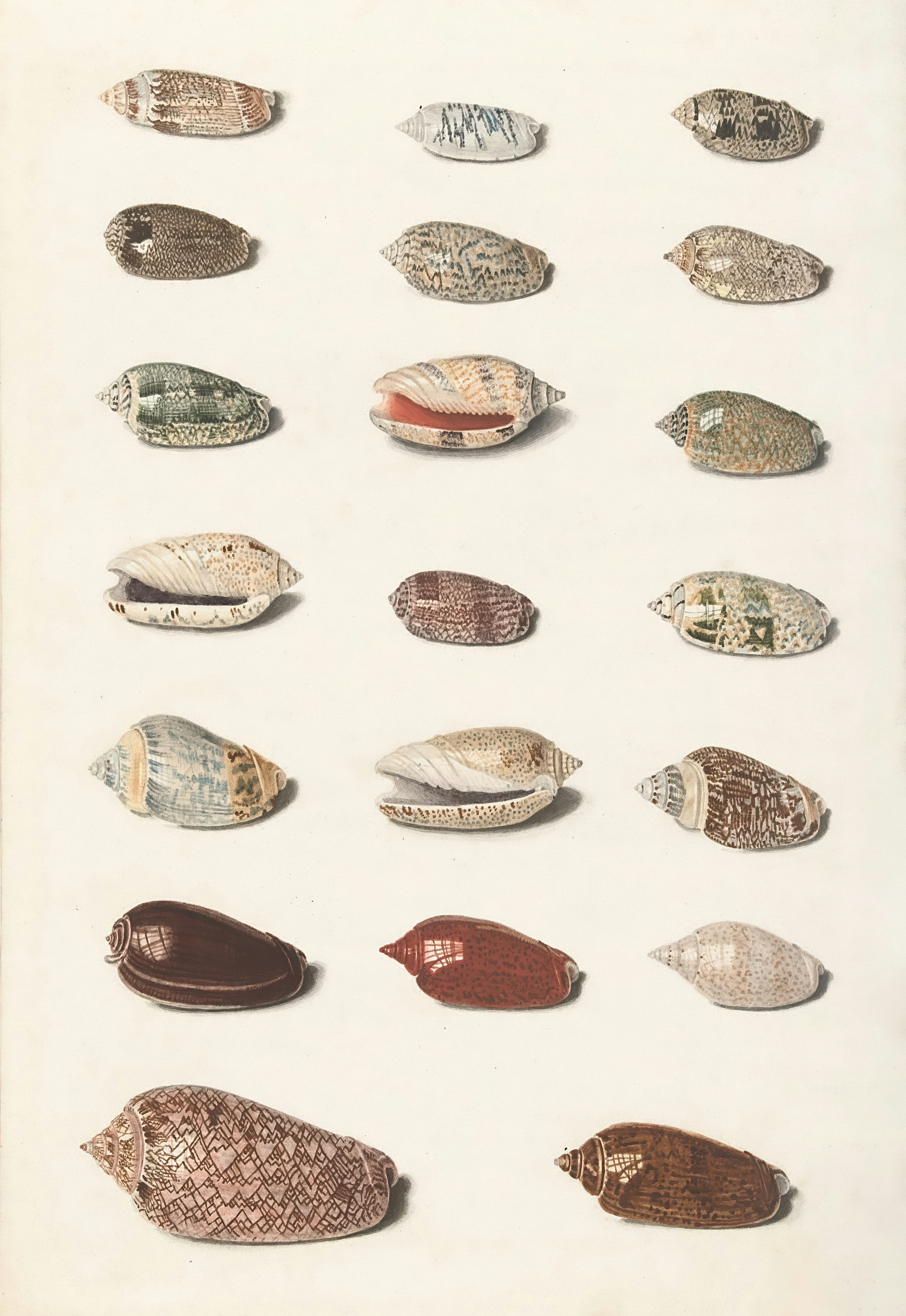 Shells of different types are arranged on the page. photo – Free ...