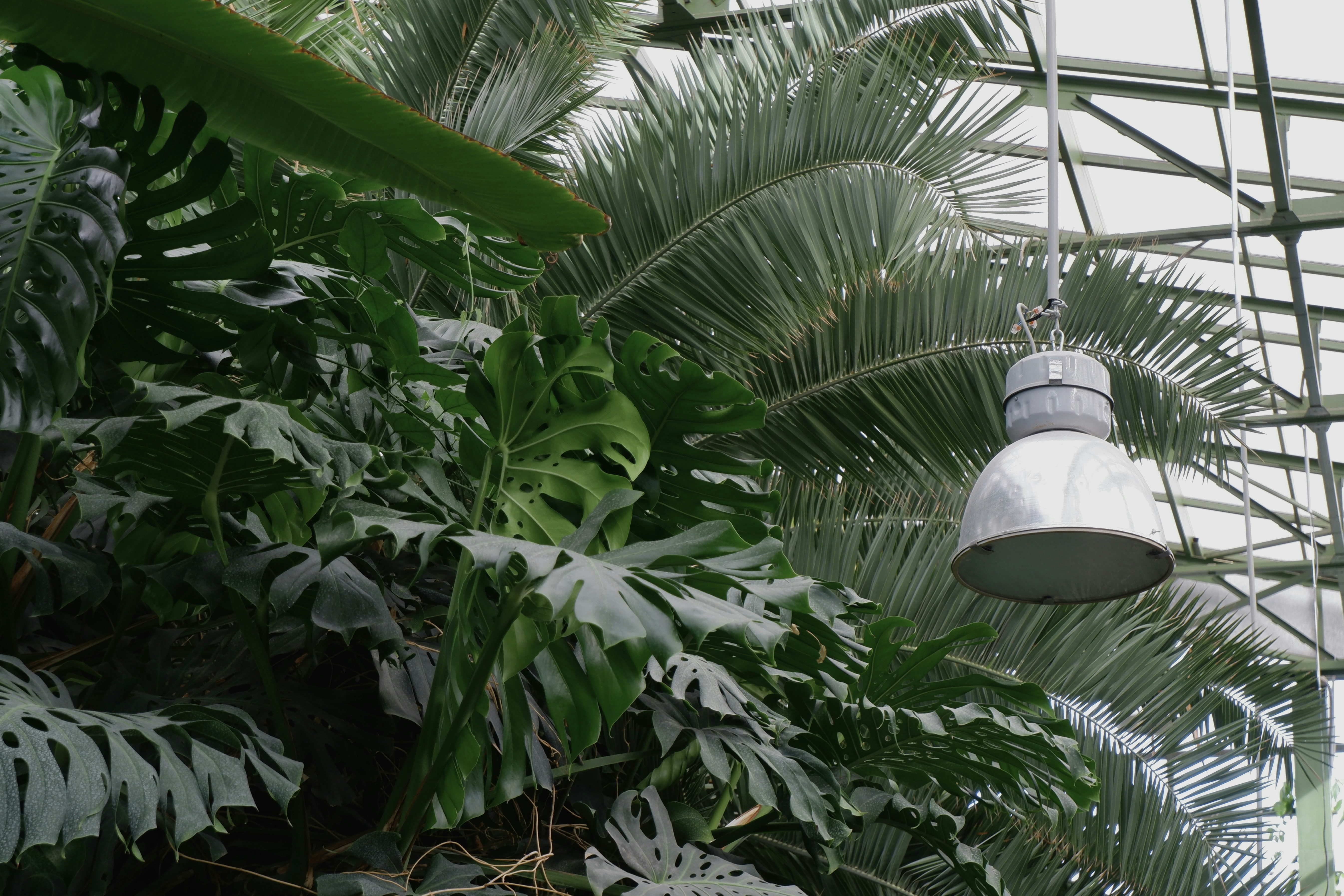Luminous Canopy: Nature's Lightplay