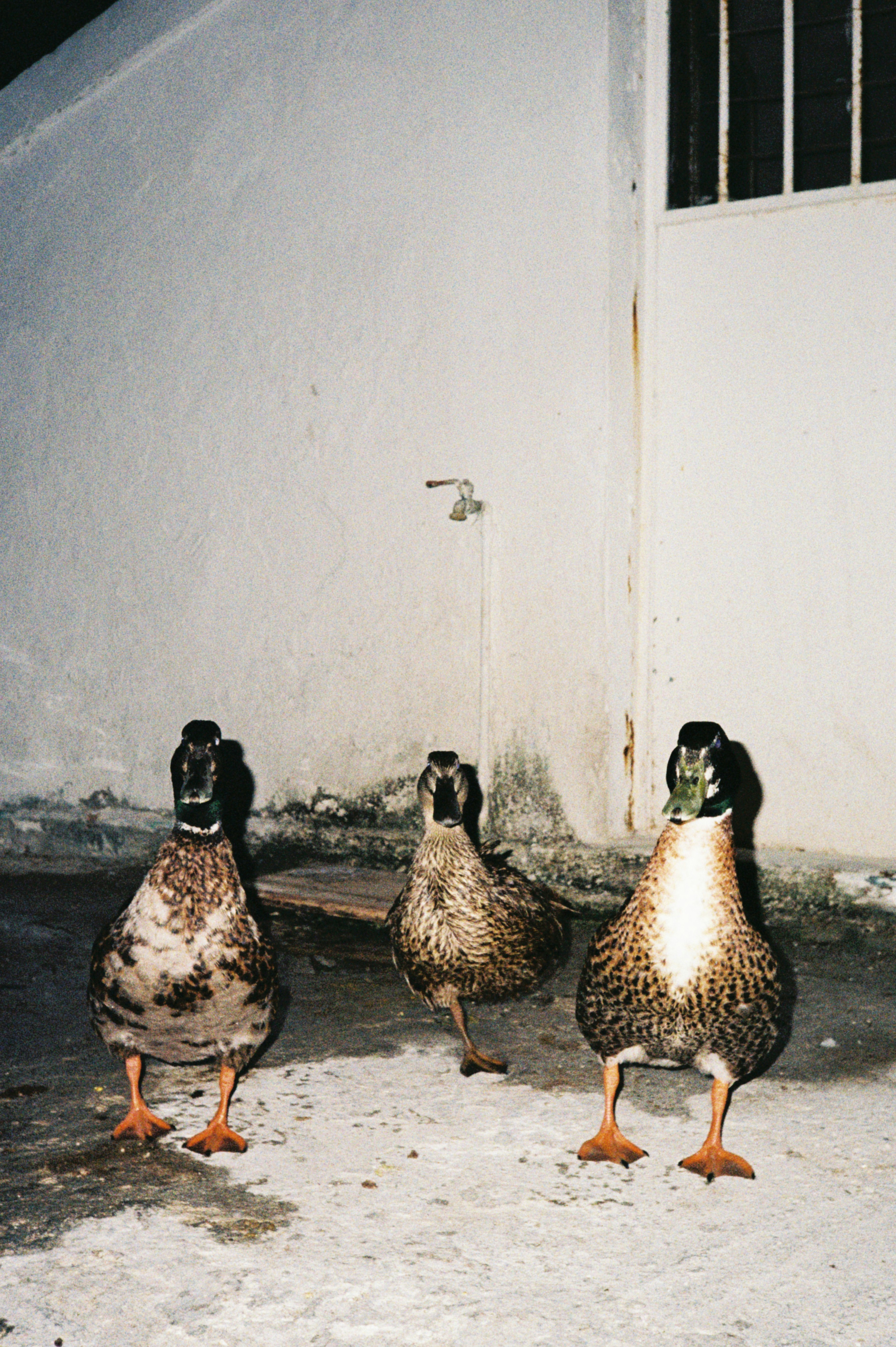 Three ducks standing on a concrete surface near a wall, illuminated by low light conditions.