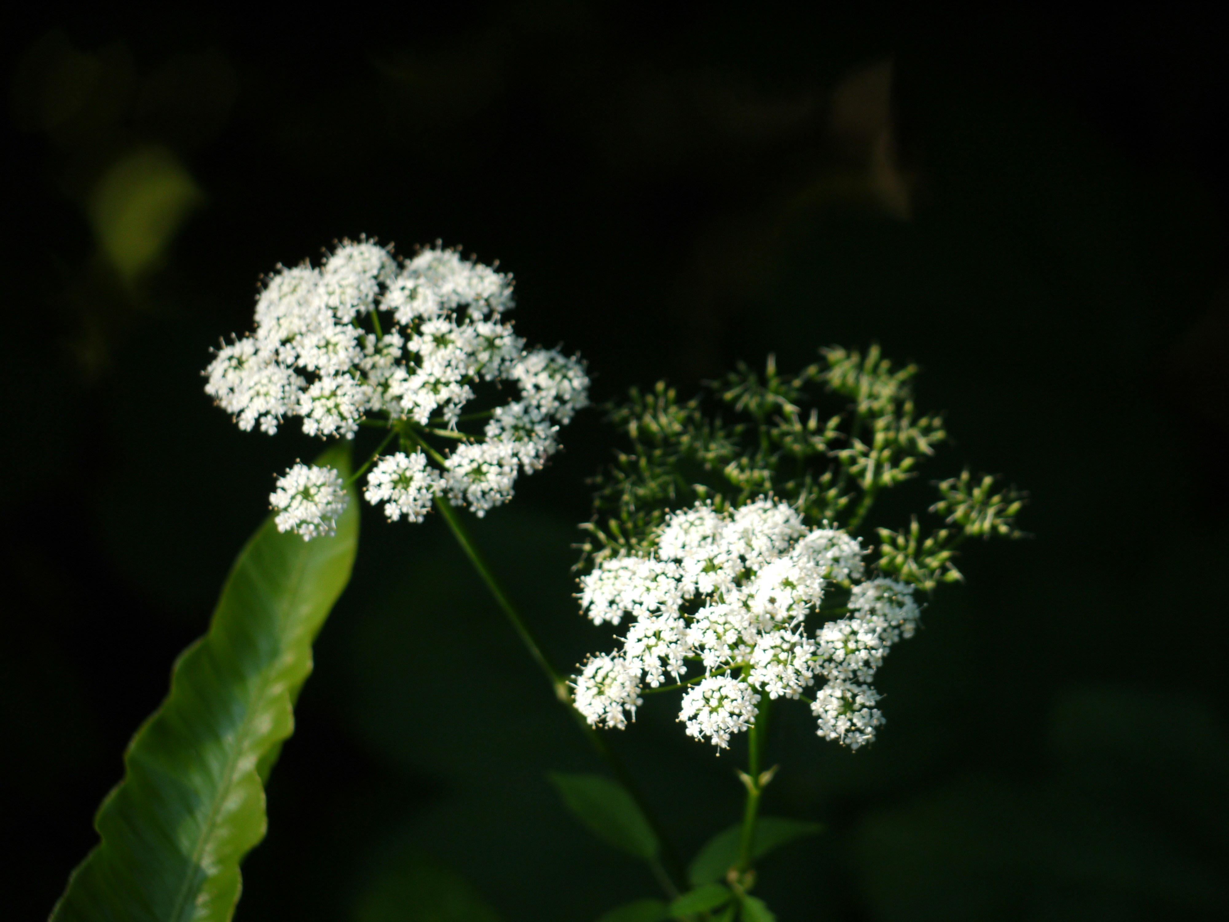 Photo by Fiona Dodd with Panasonic Lumix G10