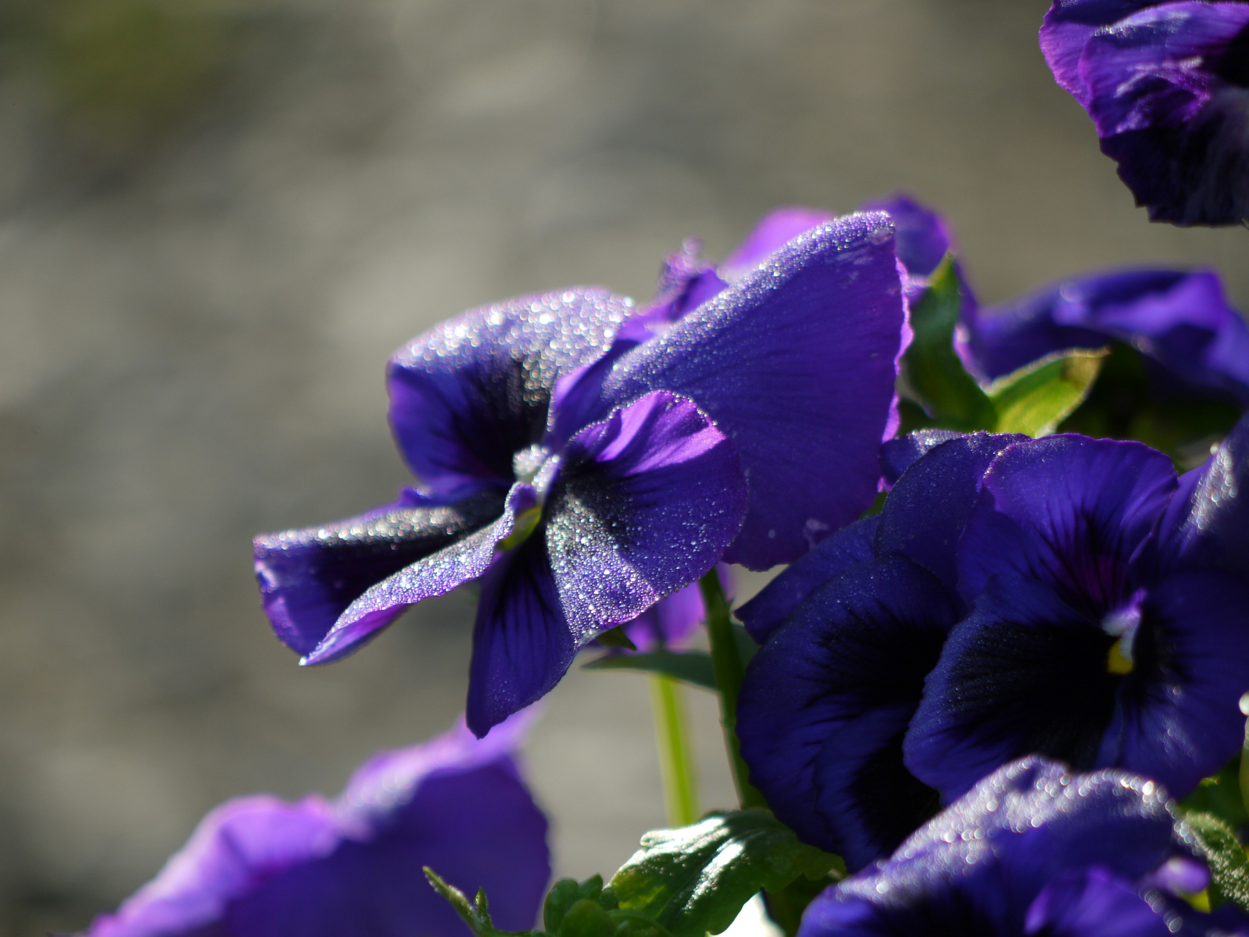 Purple pansies are shown in close-up detail.