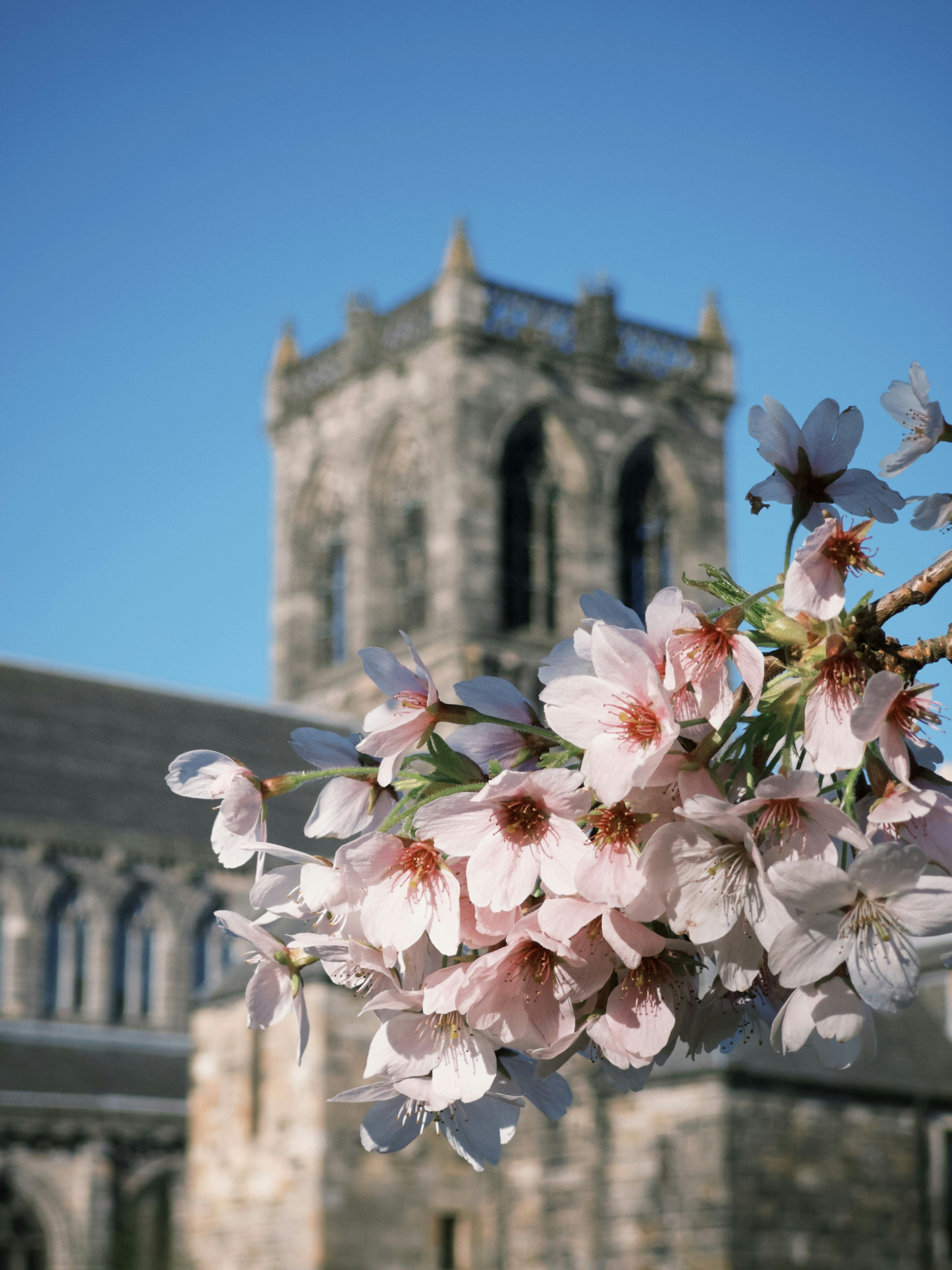 Blossoms in Focus: Pastel Cherry Blooms Framing a Historic Bell Tower
