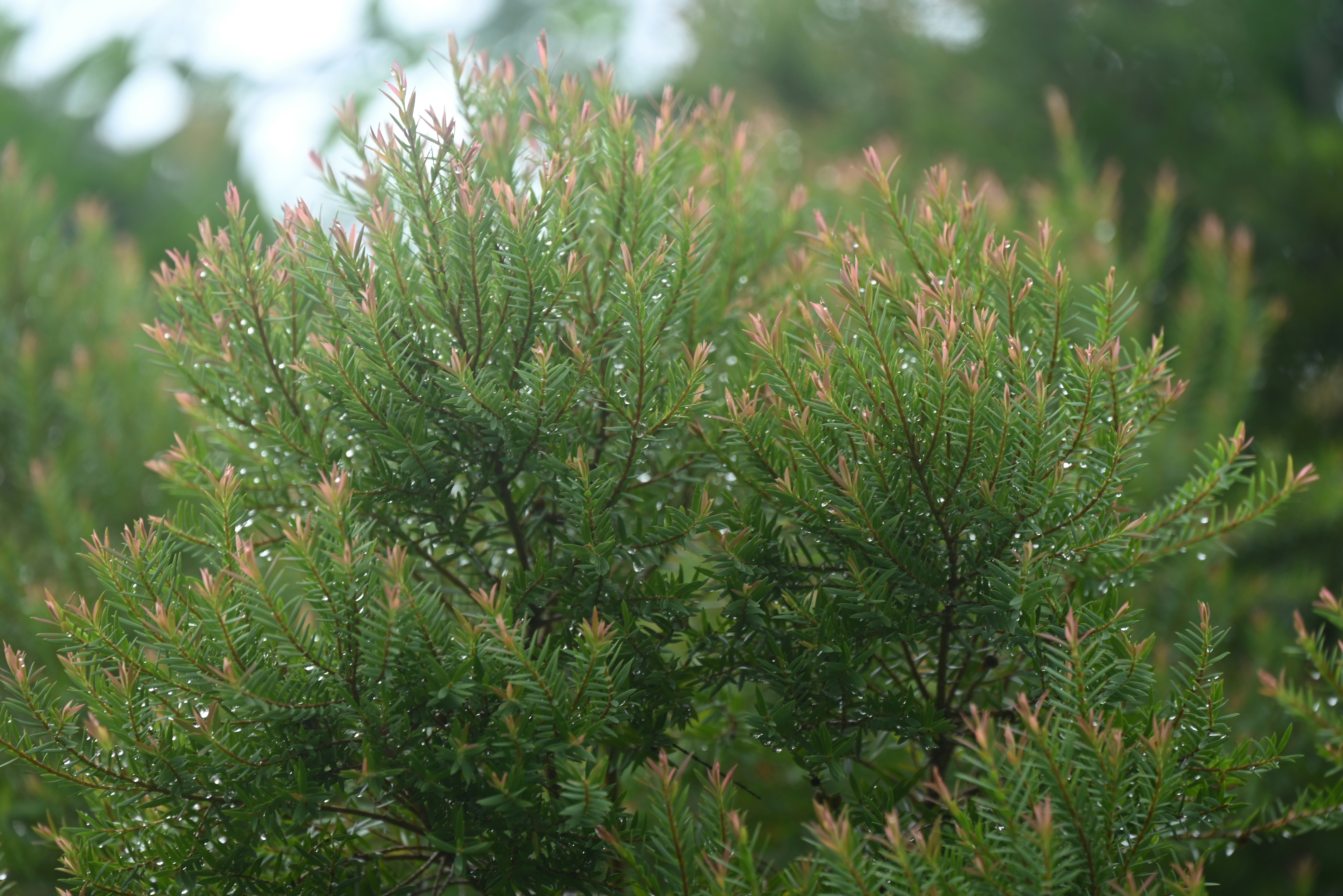 Emerging Life: A Study of New Growth