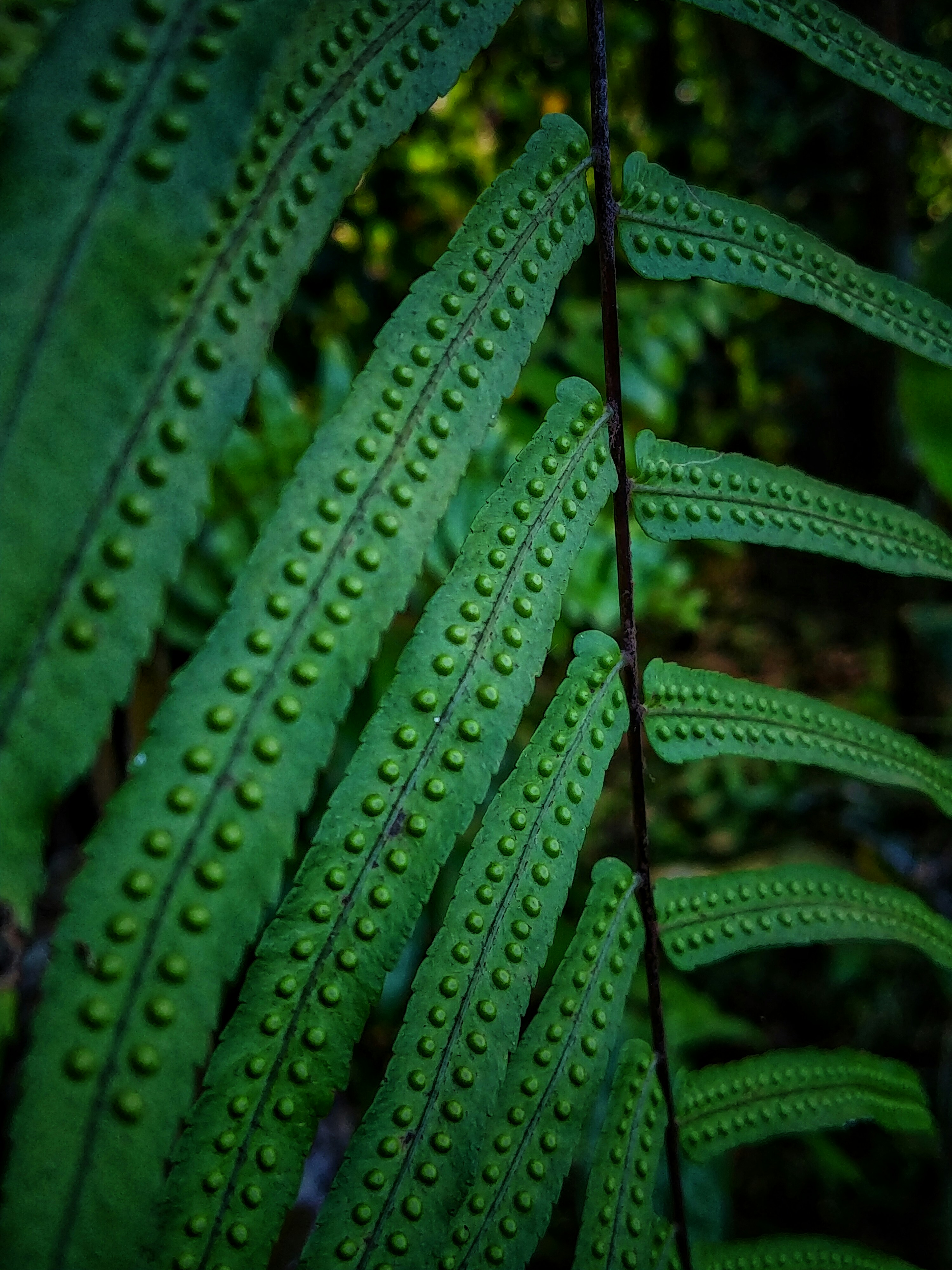 Emerald Fronds: Dots of Dawn on a Rainy Leaf